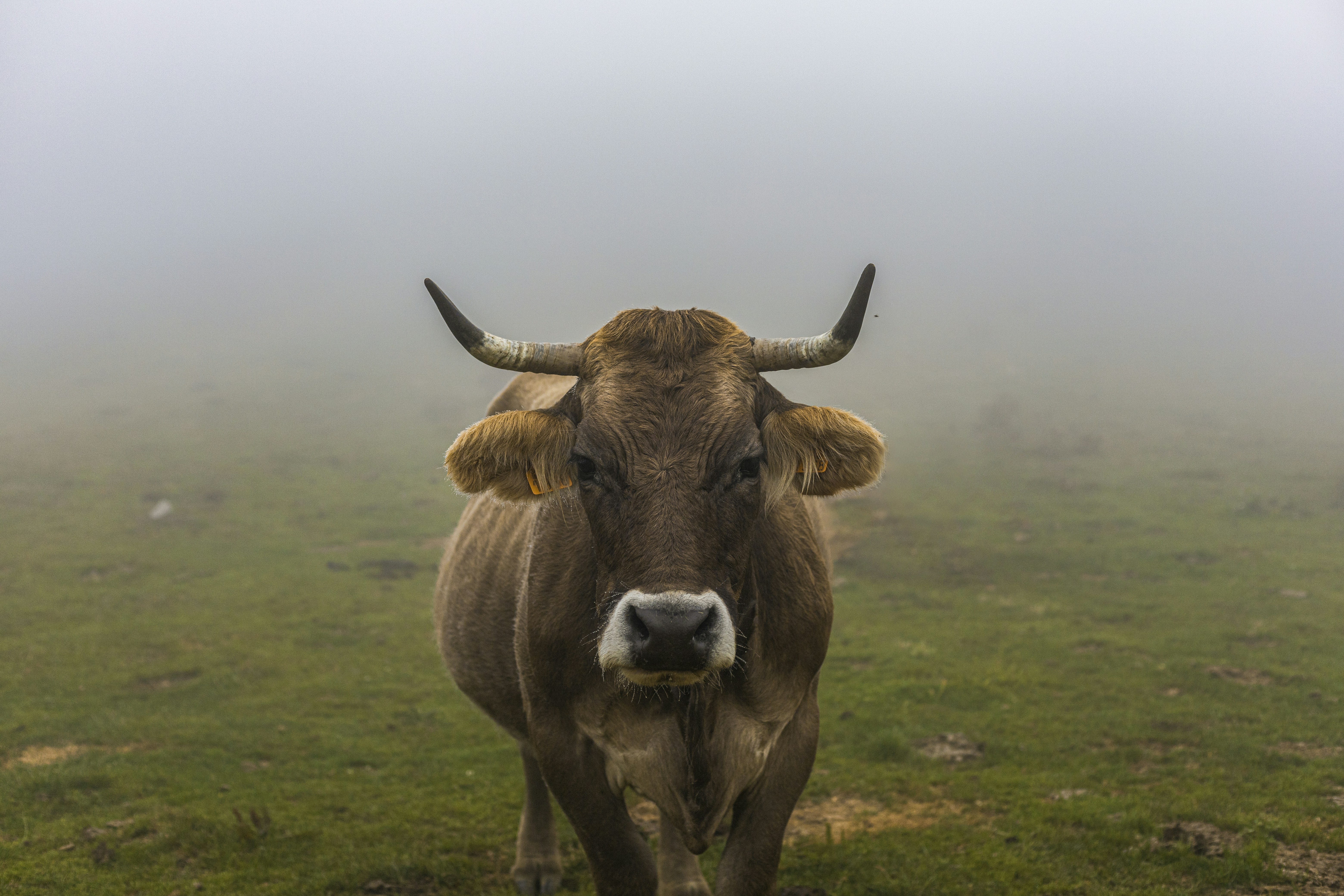 Mistbound Front-Facing Bull in a Quiet Foggy Pasture