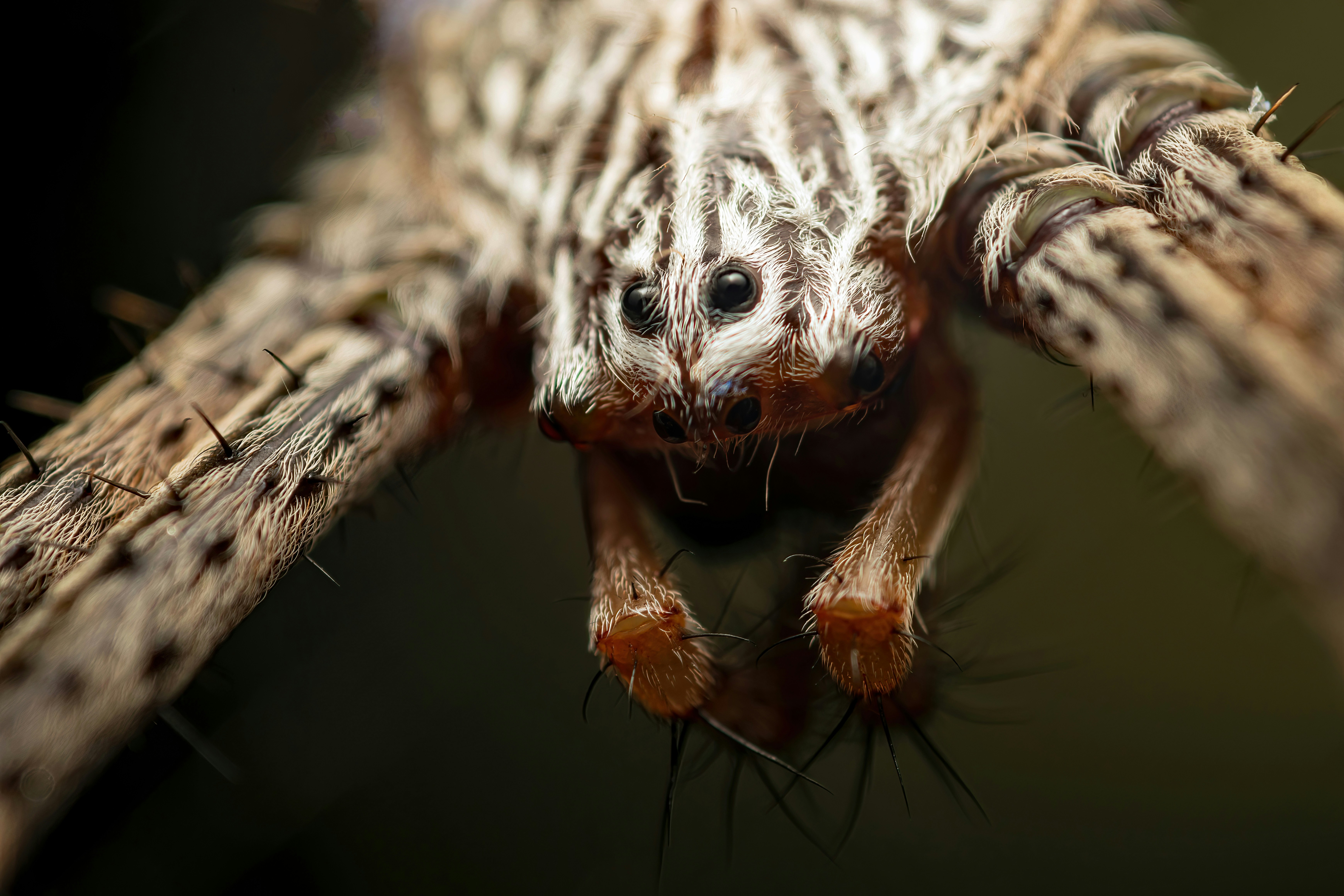 Macro photo of a St Andrew's Cross spider. Photo taken with a Canon R7 camera paired with a Canon RF 100mm macro lens, plus a Raynox 250 lens, to get closer. Unfortunately the spider was not in reach of a tripod so the photo was taken hand held with outstretched arms, and so is not as good as it might have been. The photo is not cropped.