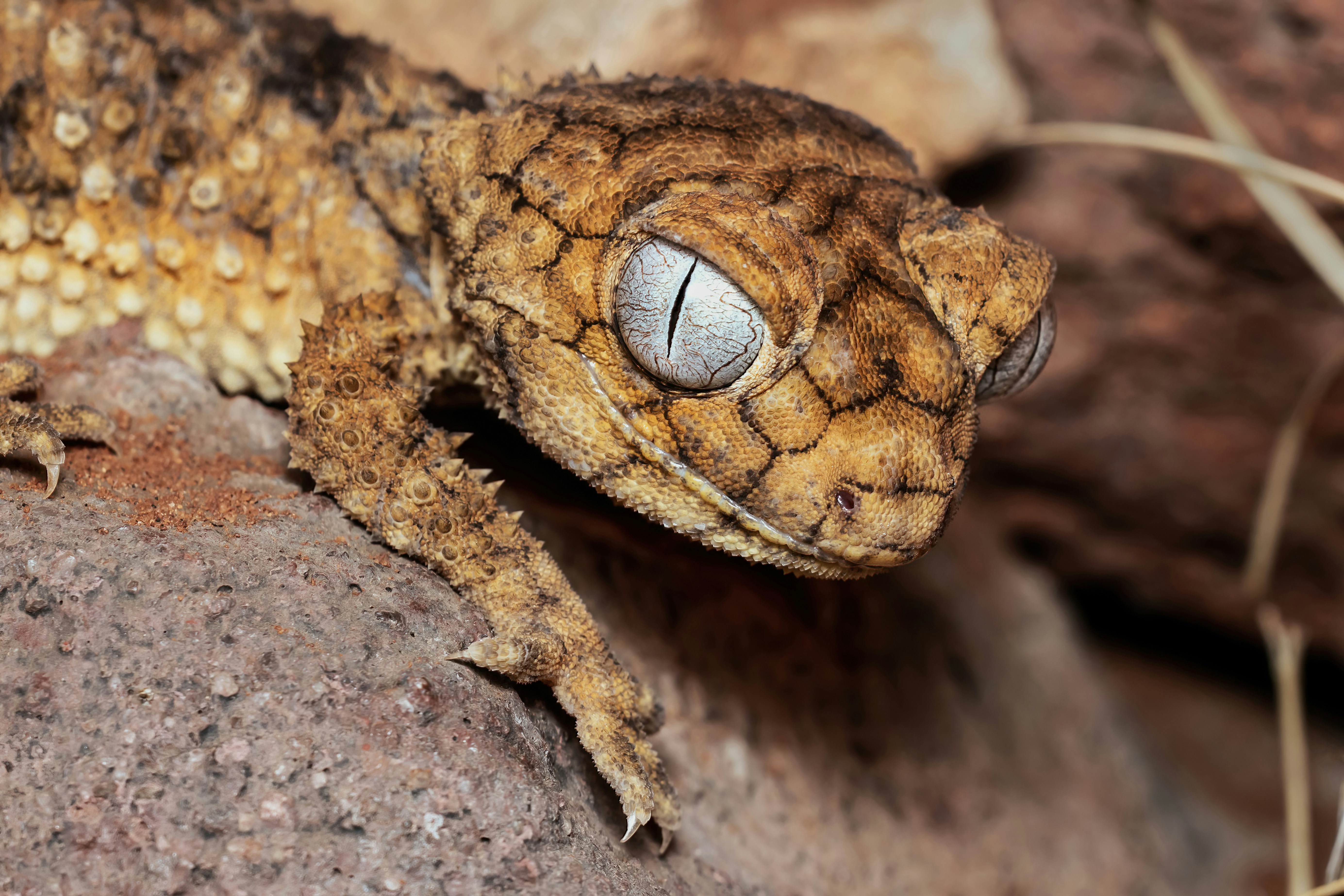 Macro photo of a Knob-tailed Gecko, a lizard found in dry inland Australia.