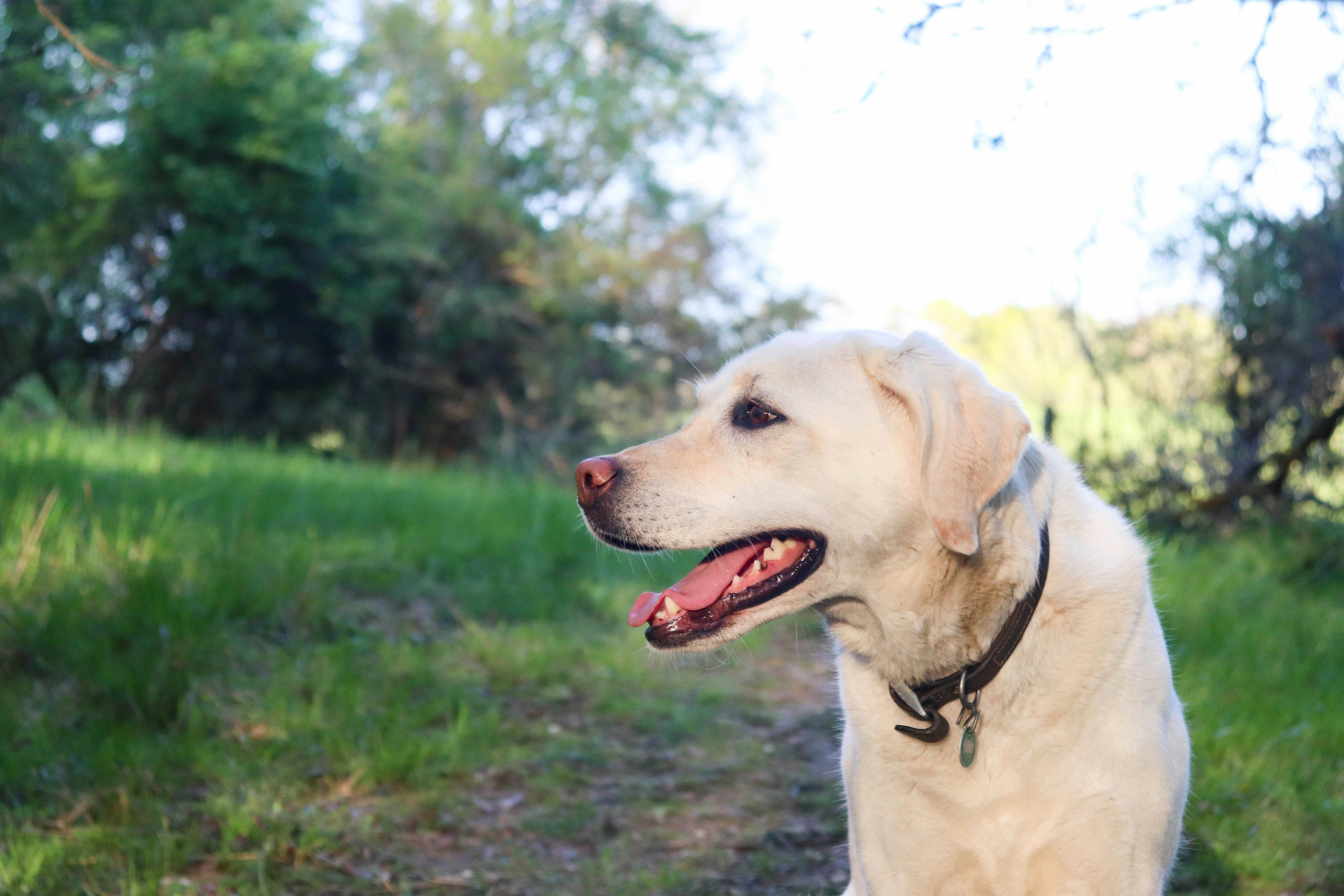 Un perro con la boca abierta foto – Imagen de Labrador Inglés gratuita ...