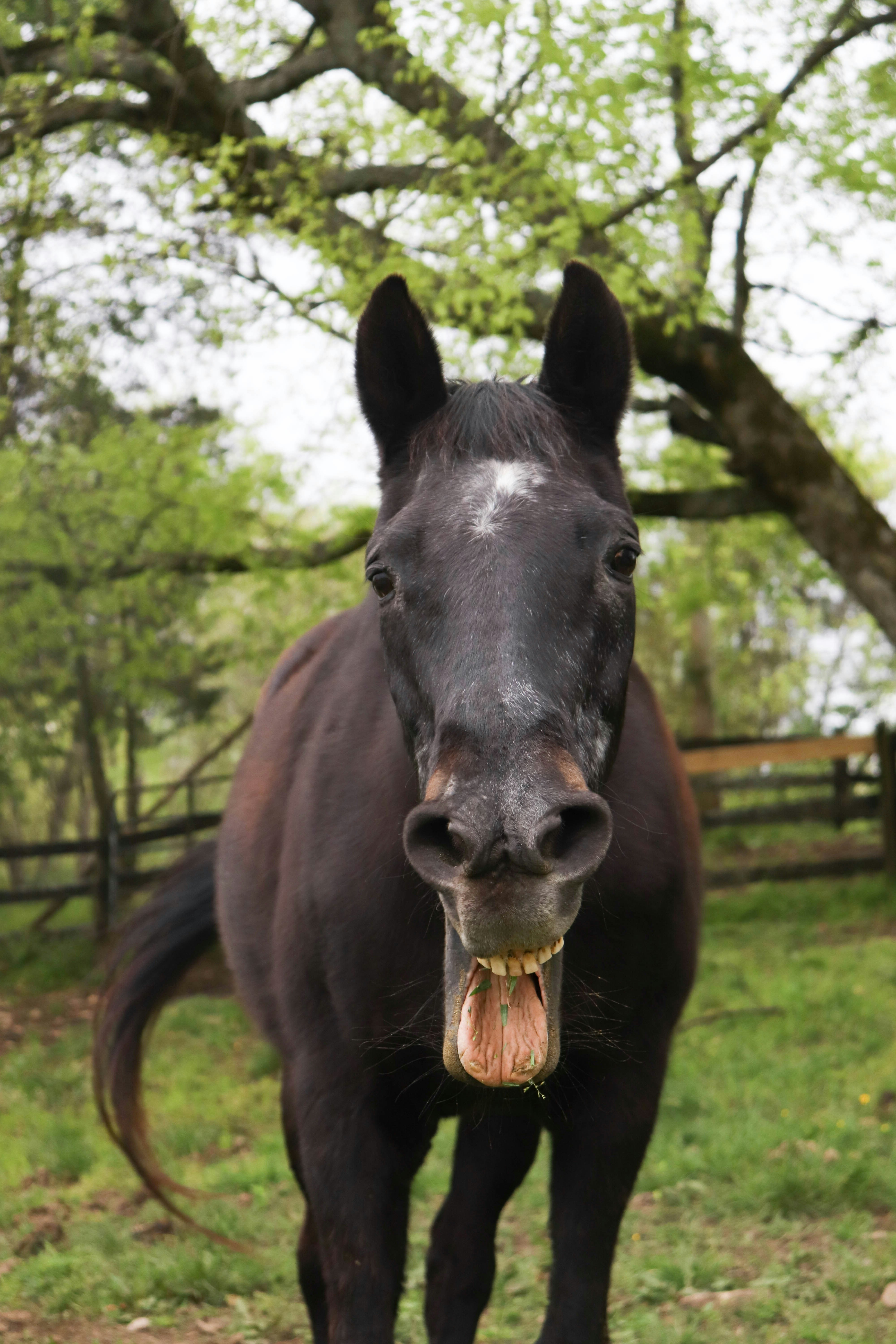 Un cheval avec la gueule ouverte photo – Photo Baie sombre Gratuite sur ...