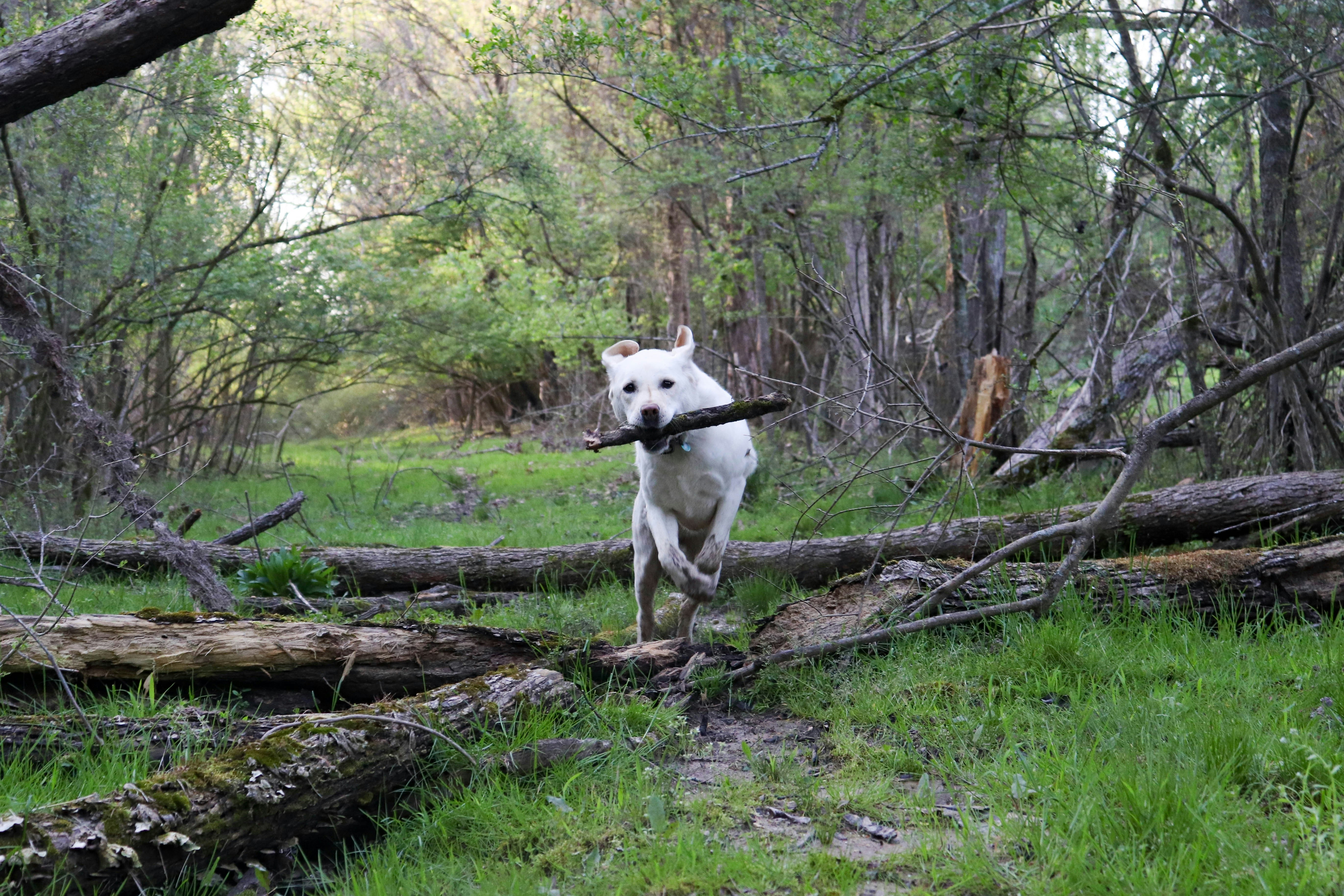 Joyful Pursuit in Nature's Embrace