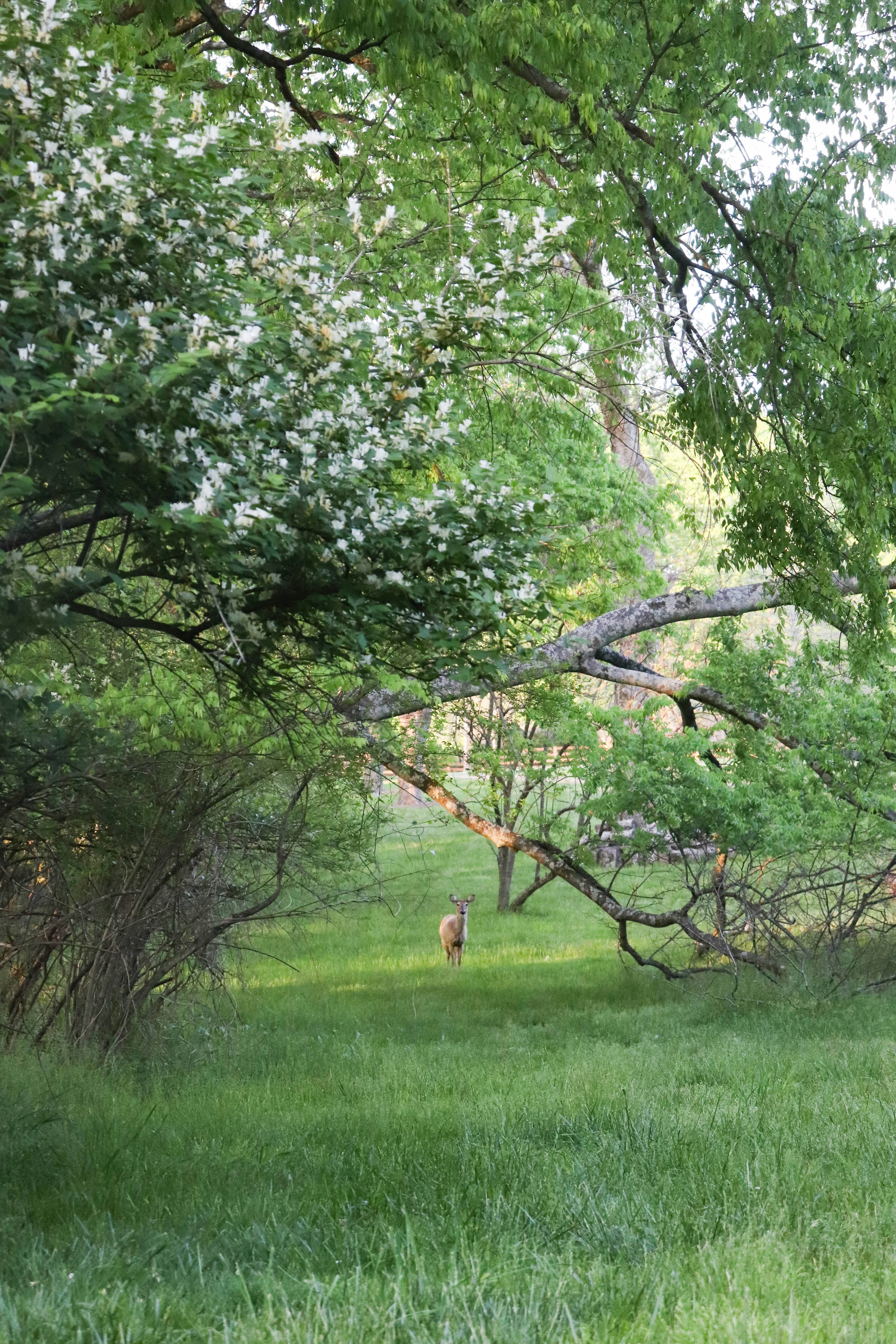 Green Cathedral: A lone deer pauses beneath a blossoming canopy