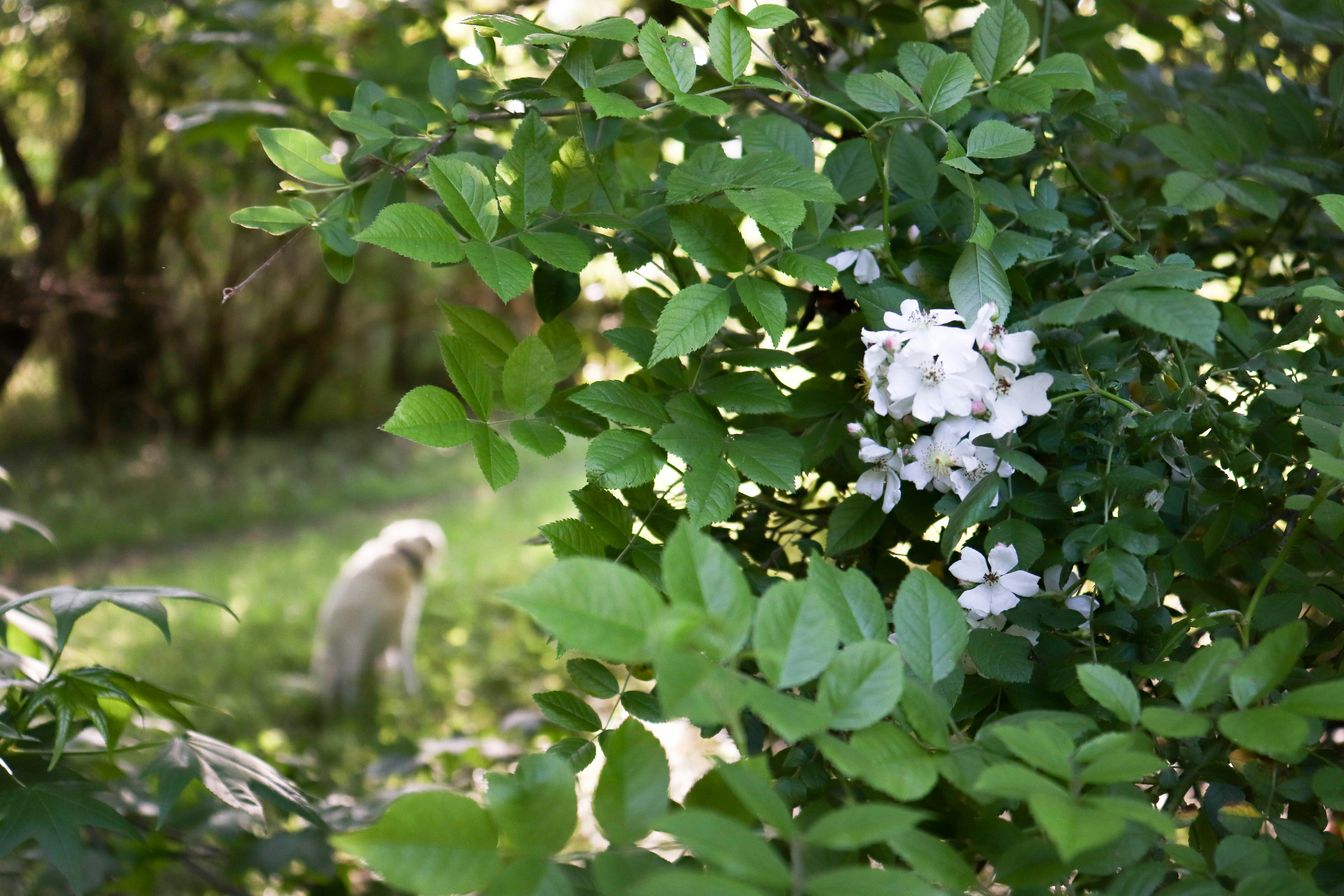 a cat walking on a bush