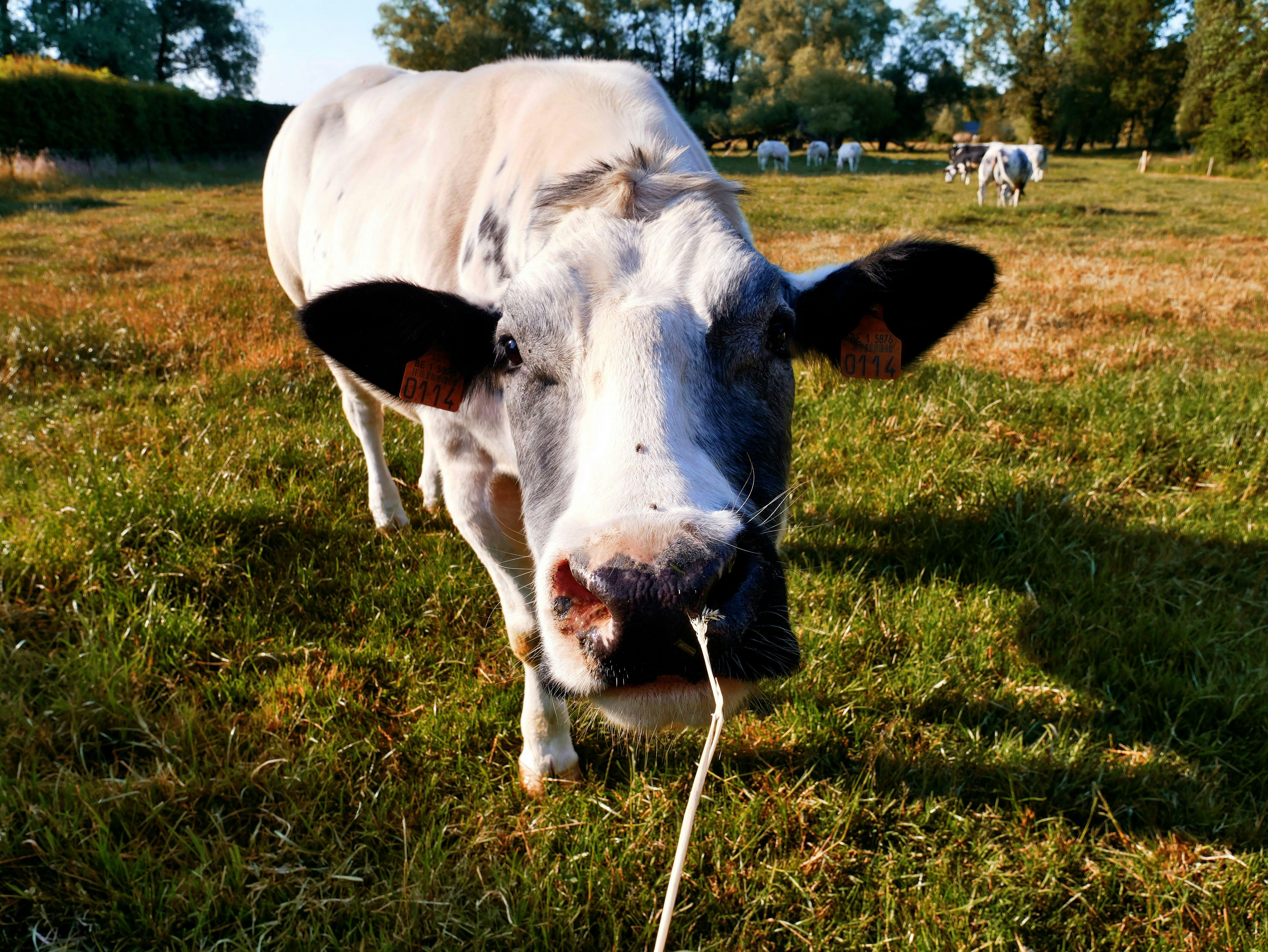 Nose-to-Grass Gaze: A White Cow in Sunlit Pasture