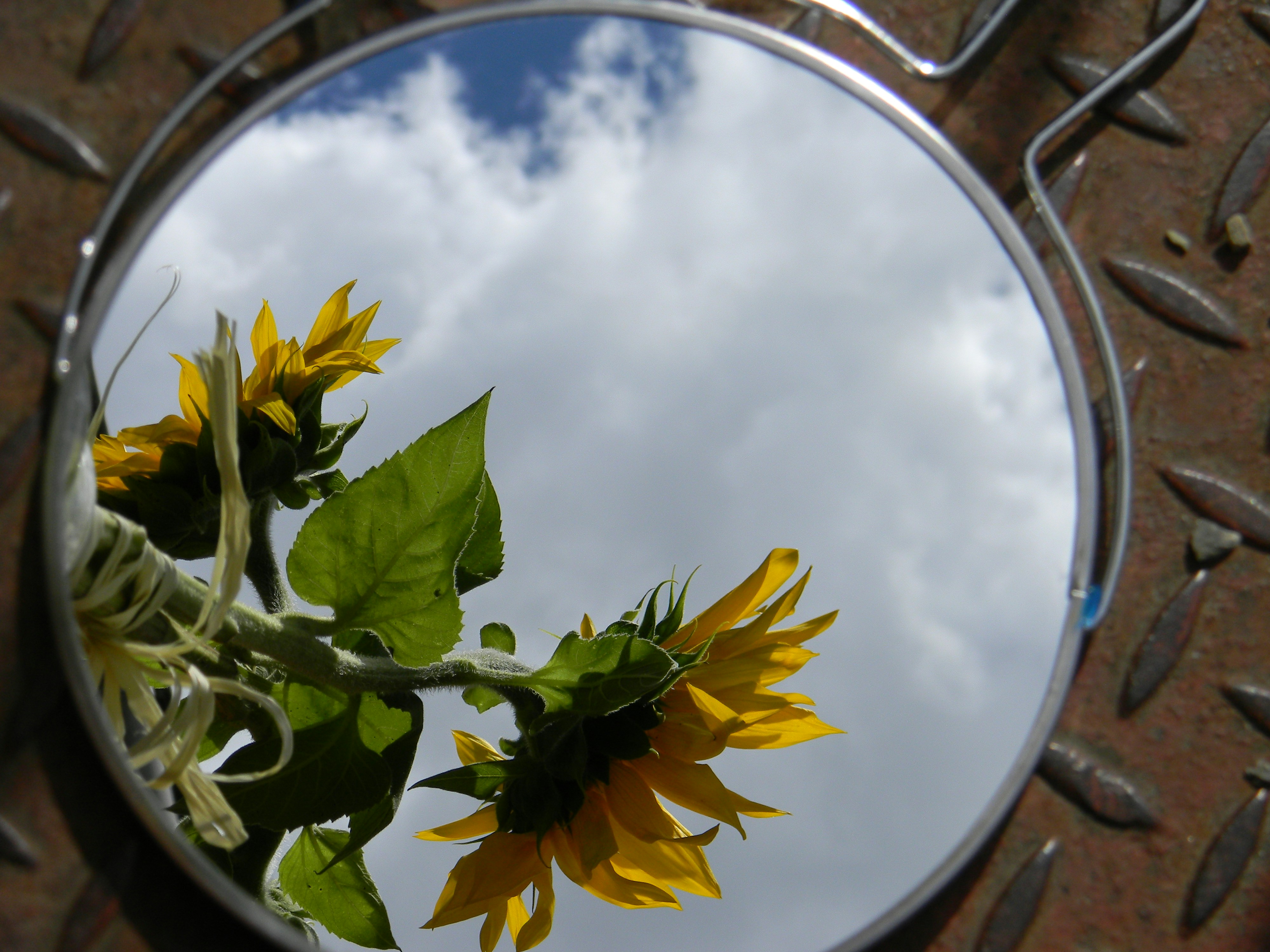 Sunflower Reverie Reflected in a Circular Mirror