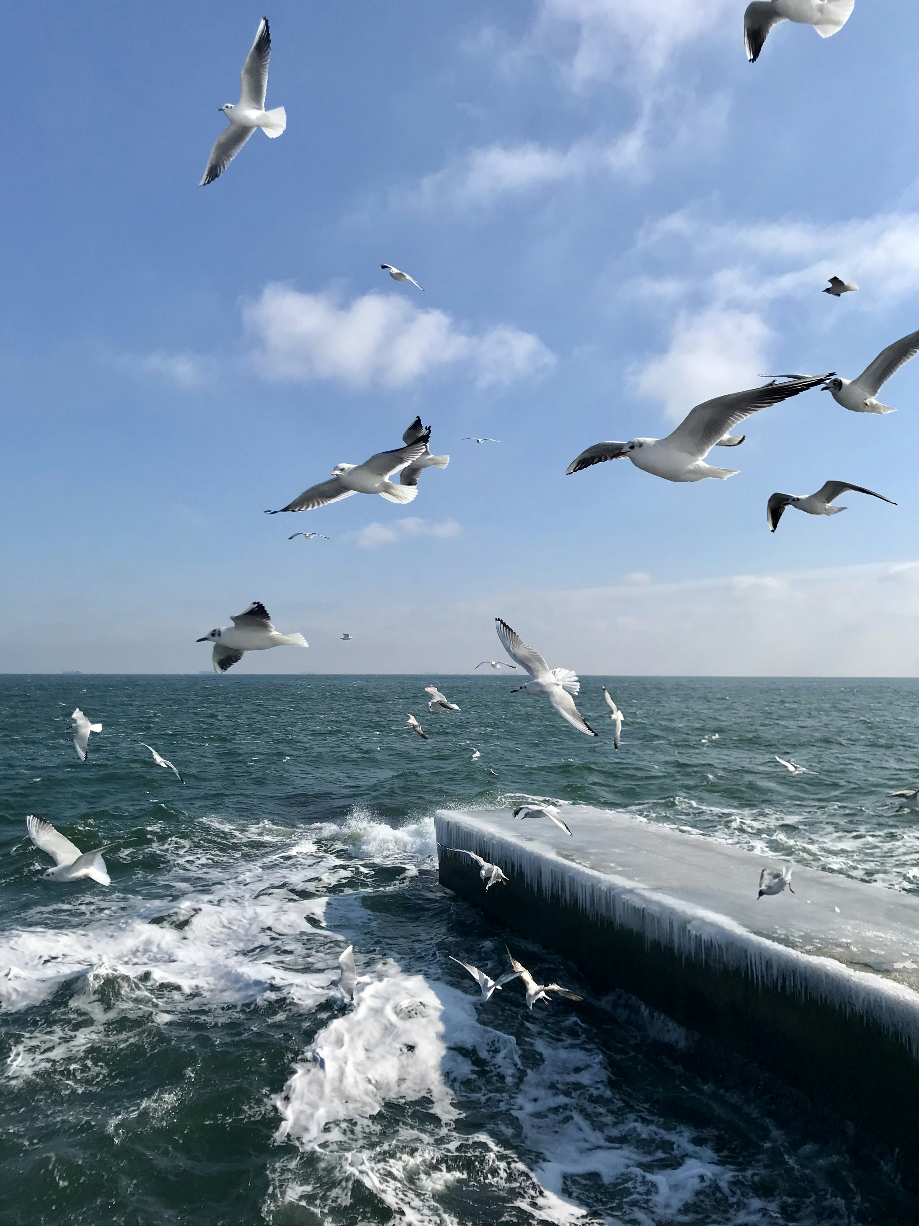 birds flying over water