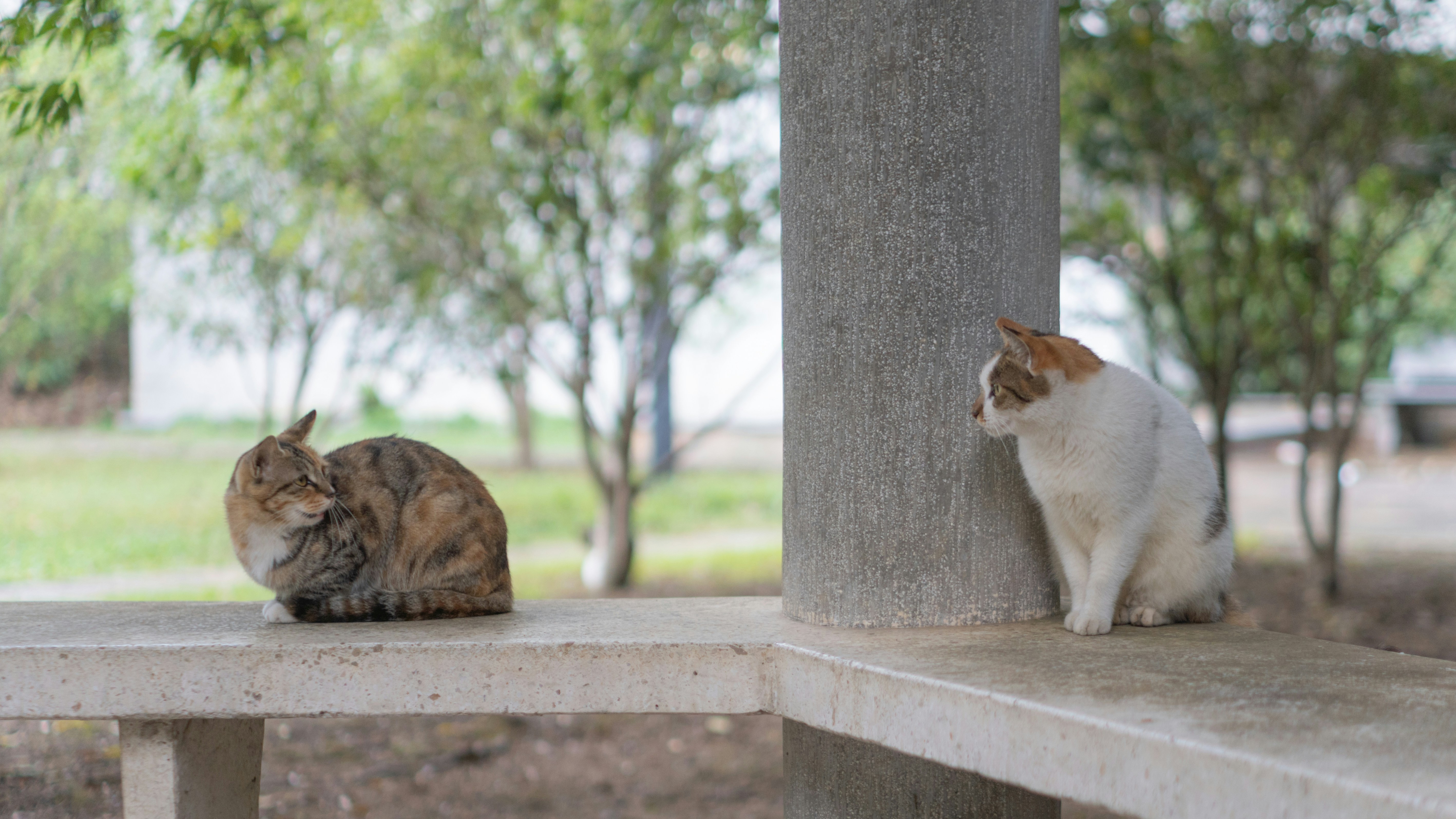 Two cats sitting on a bench photo – Free Cat Image on Unsplash