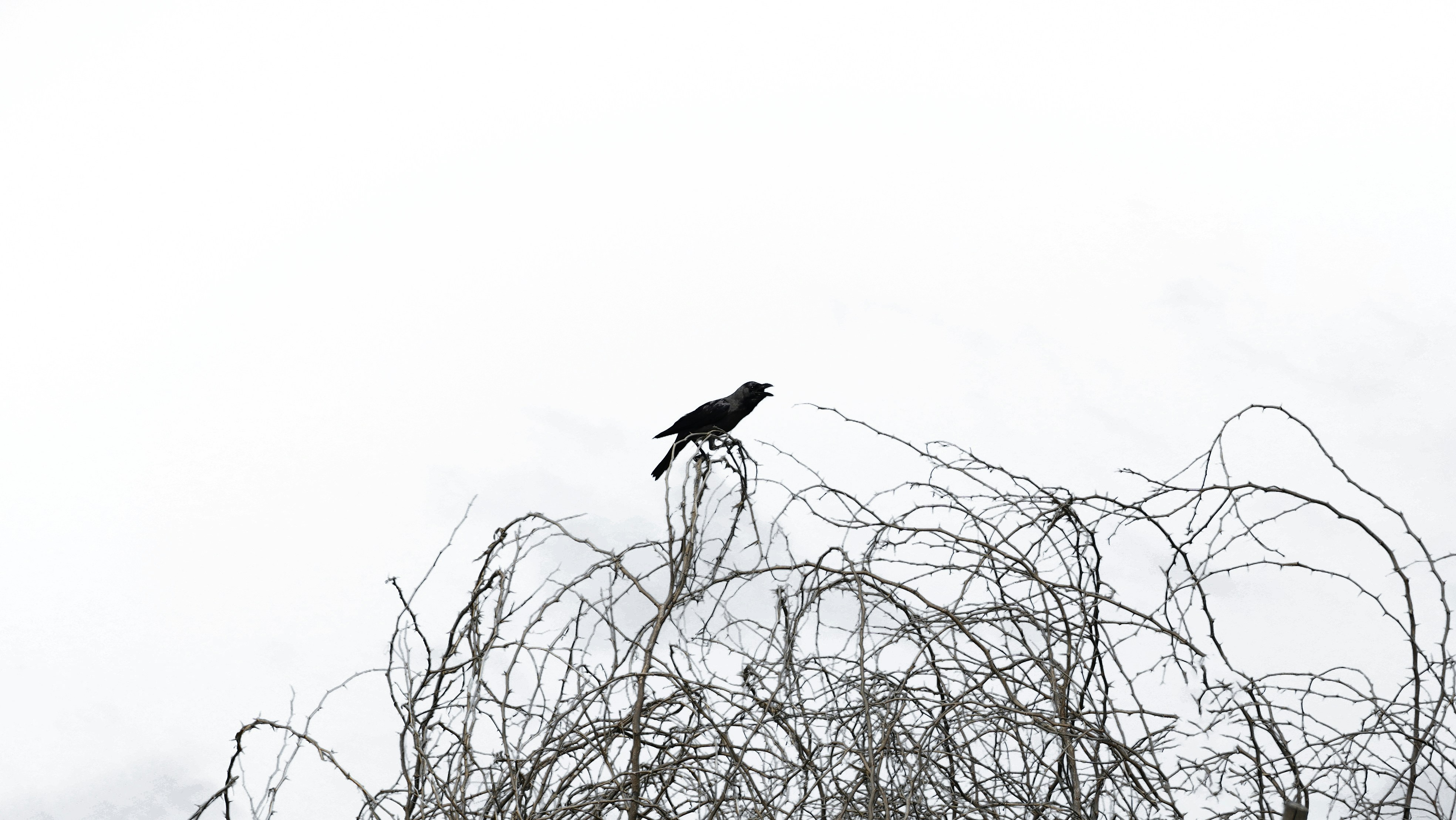 Solitary Sentinel in a Winter's Embrace