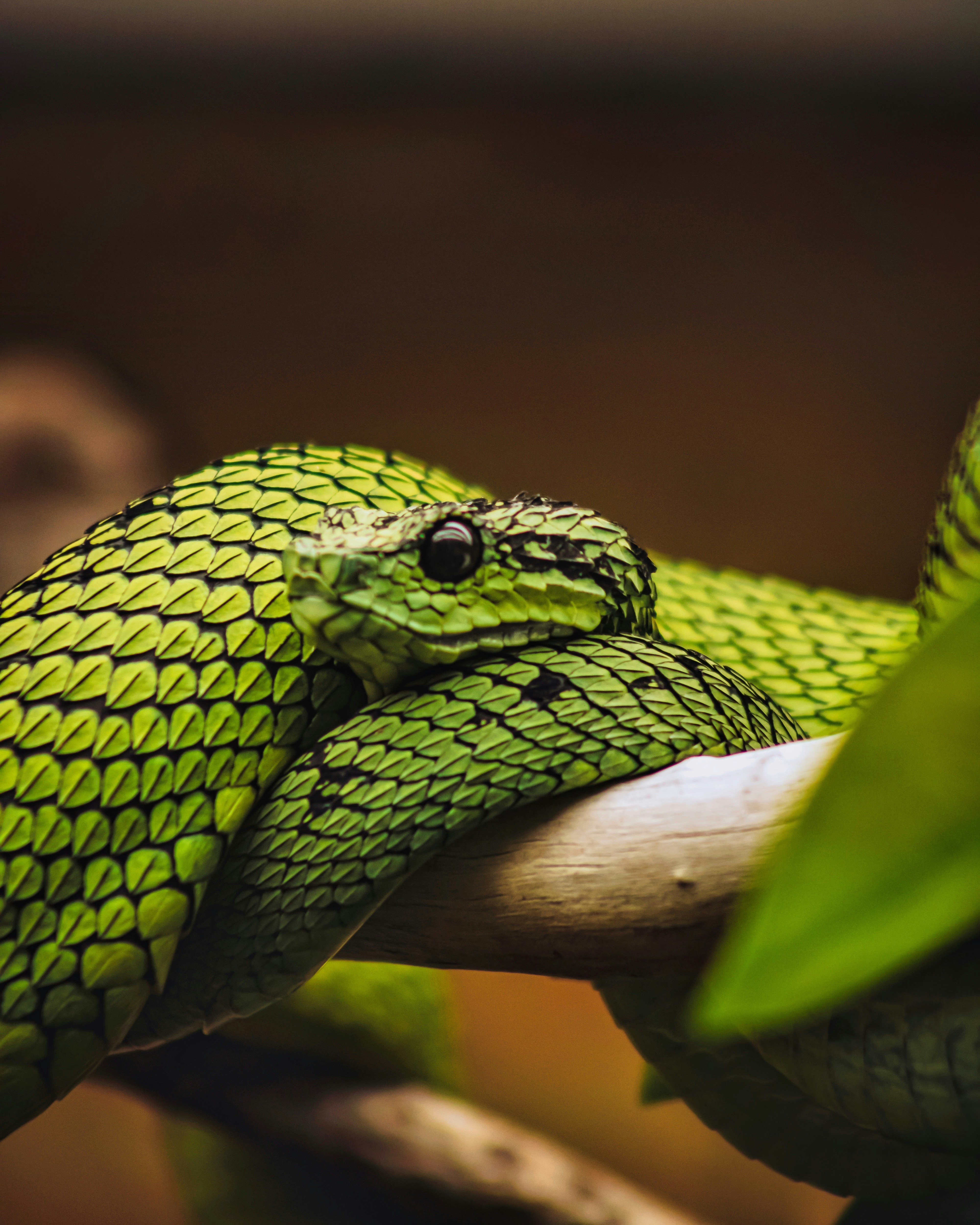 A green and yellow lizard photo – Free Reptile Image on Unsplash