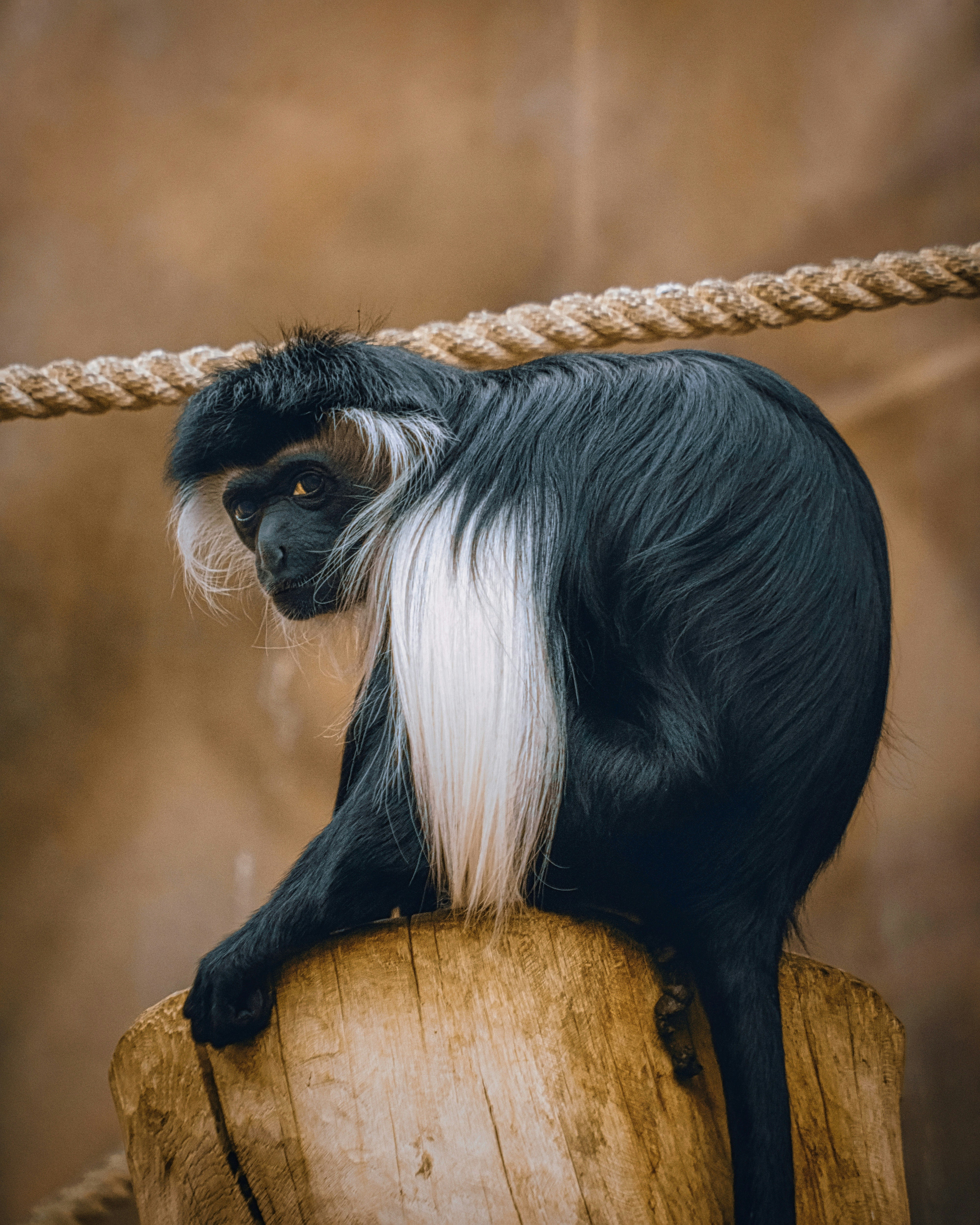 a bird with a white face