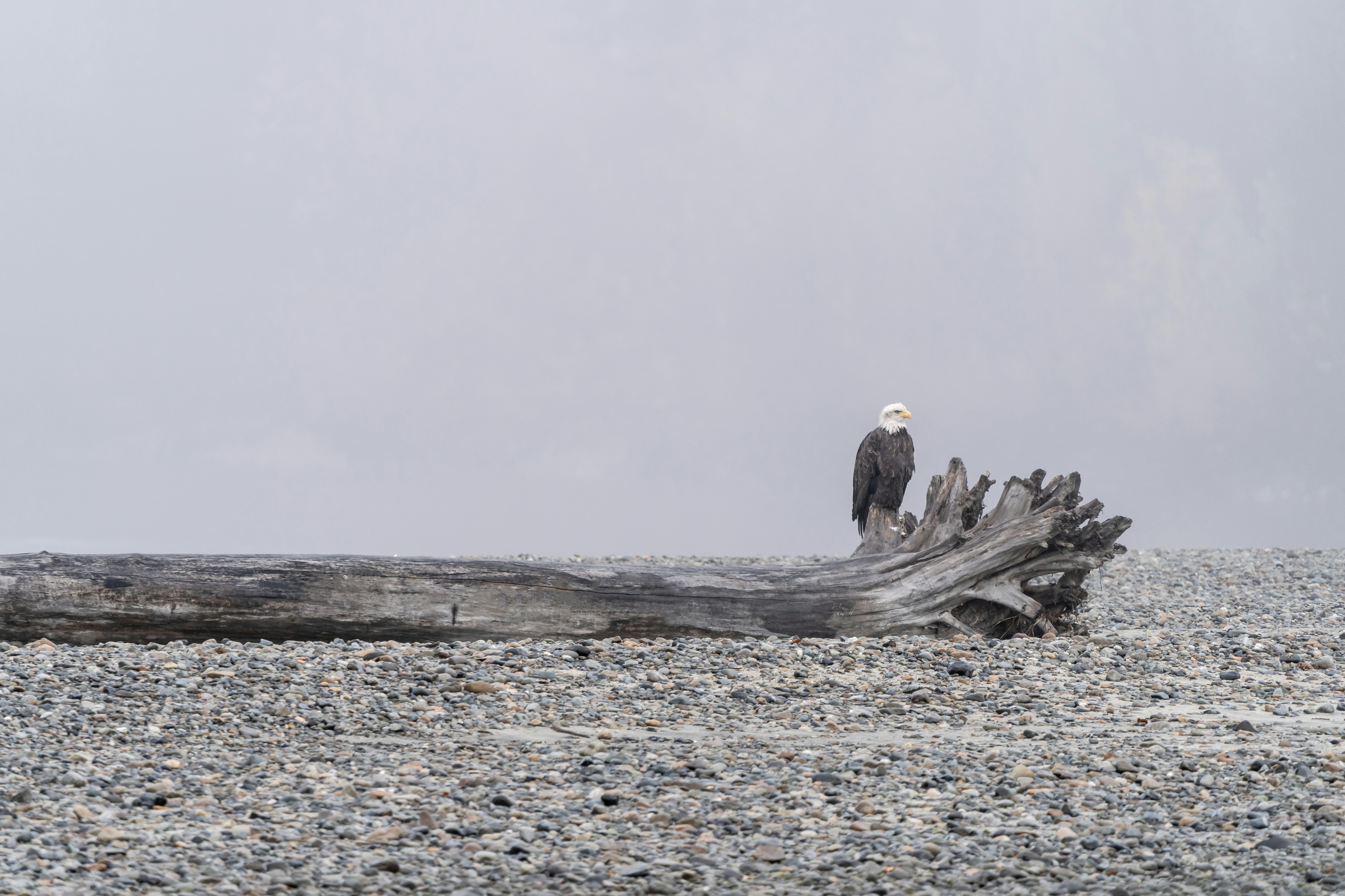 Mist-Quiet Shore: Bald Eagle Perches on Weathered Driftwood