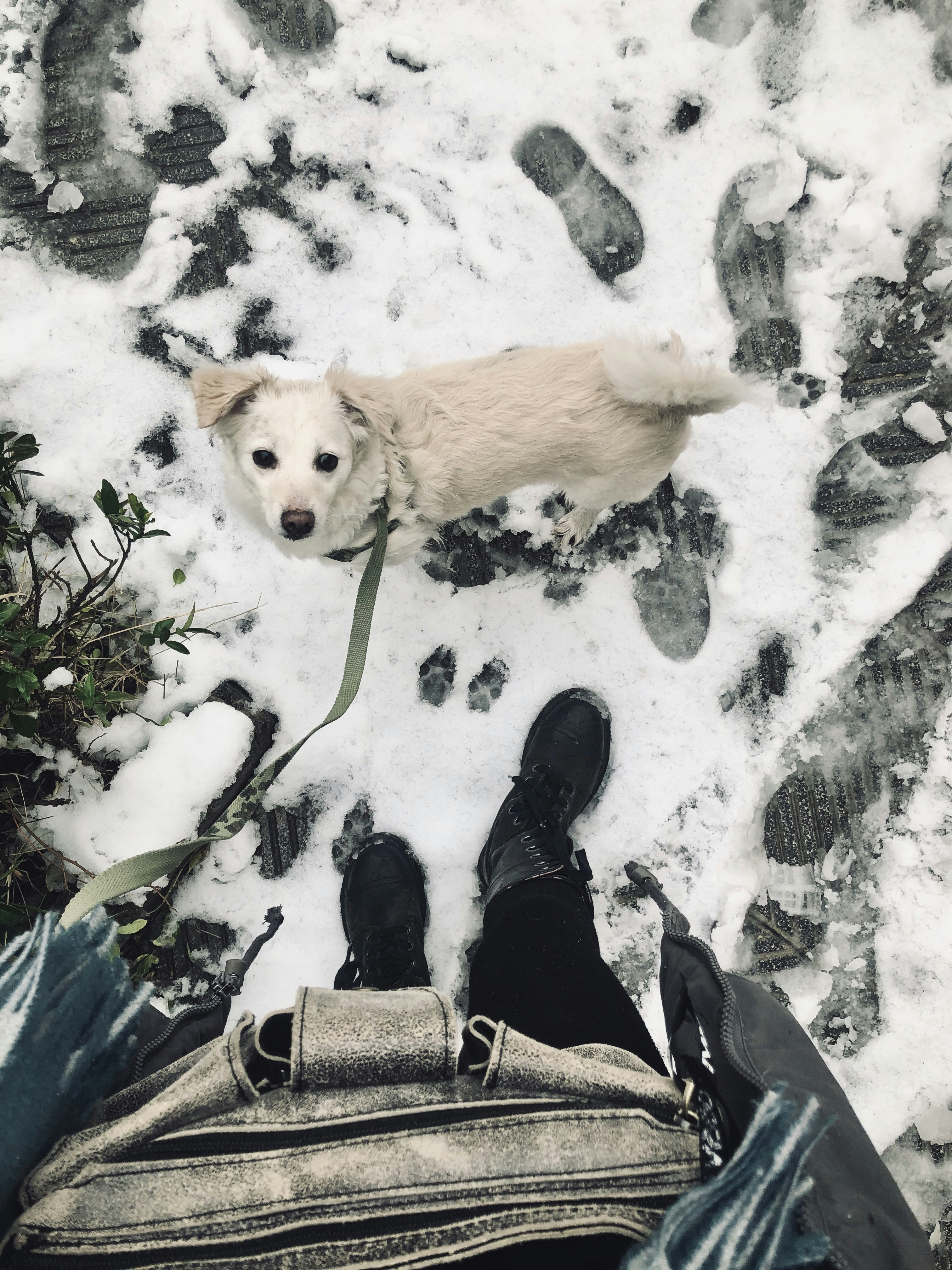 From Above: A Curious Pup On Snowy Steps