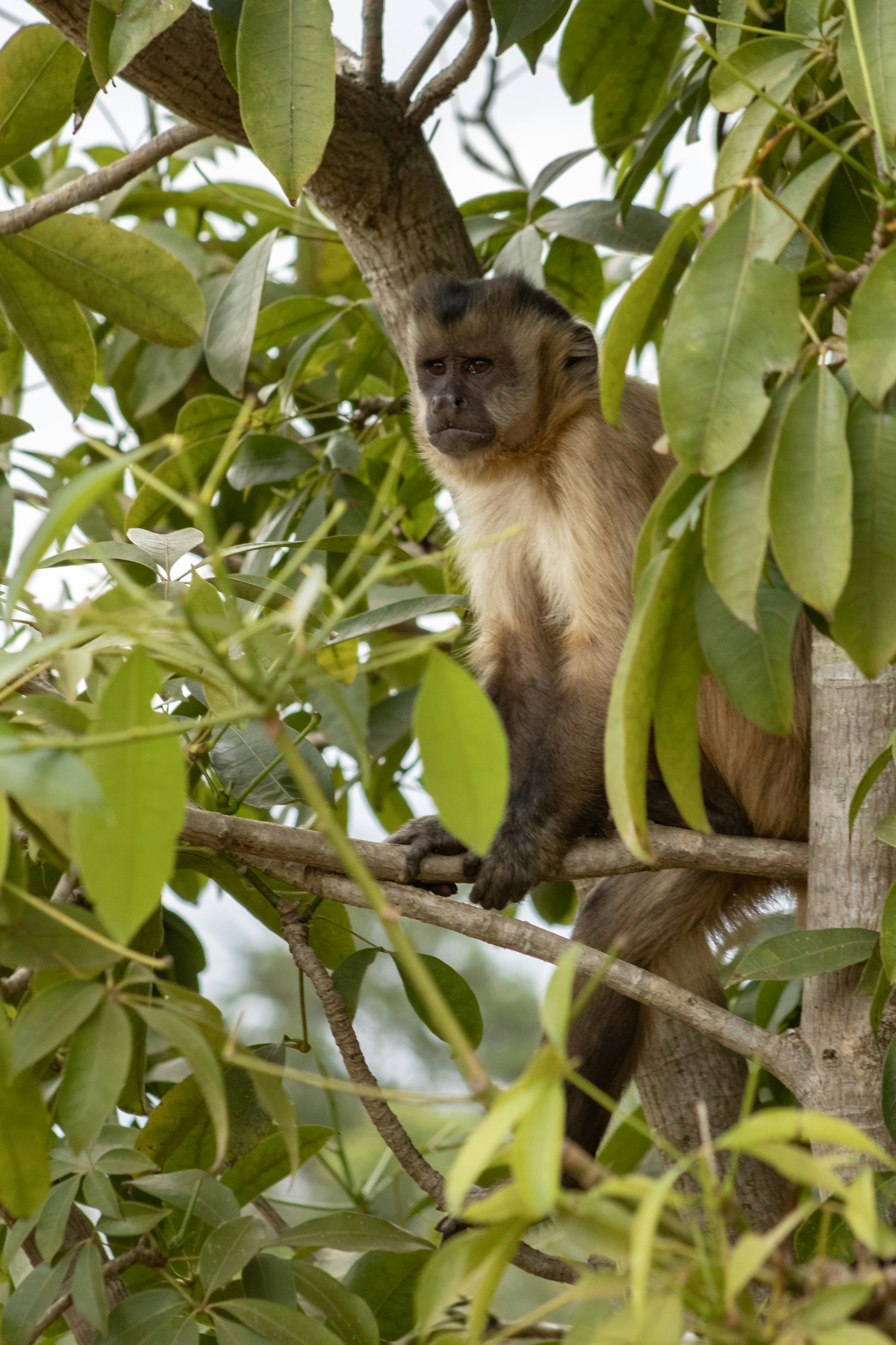 A monkey sitting on a tree branch photo – Free Brasilia - federal ...