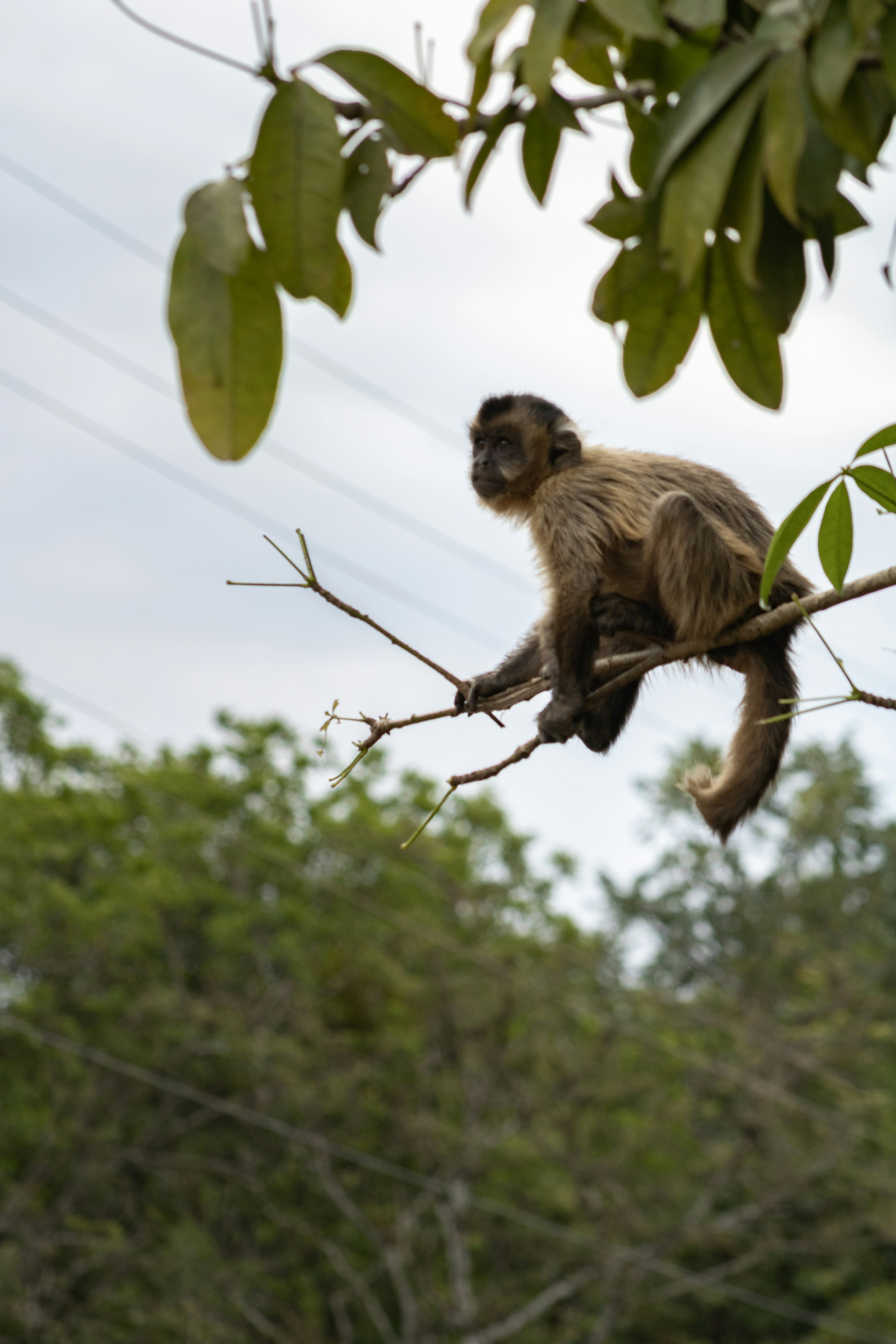 A monkey from a tree photo – Free Zoológico - brasília Image on Unsplash