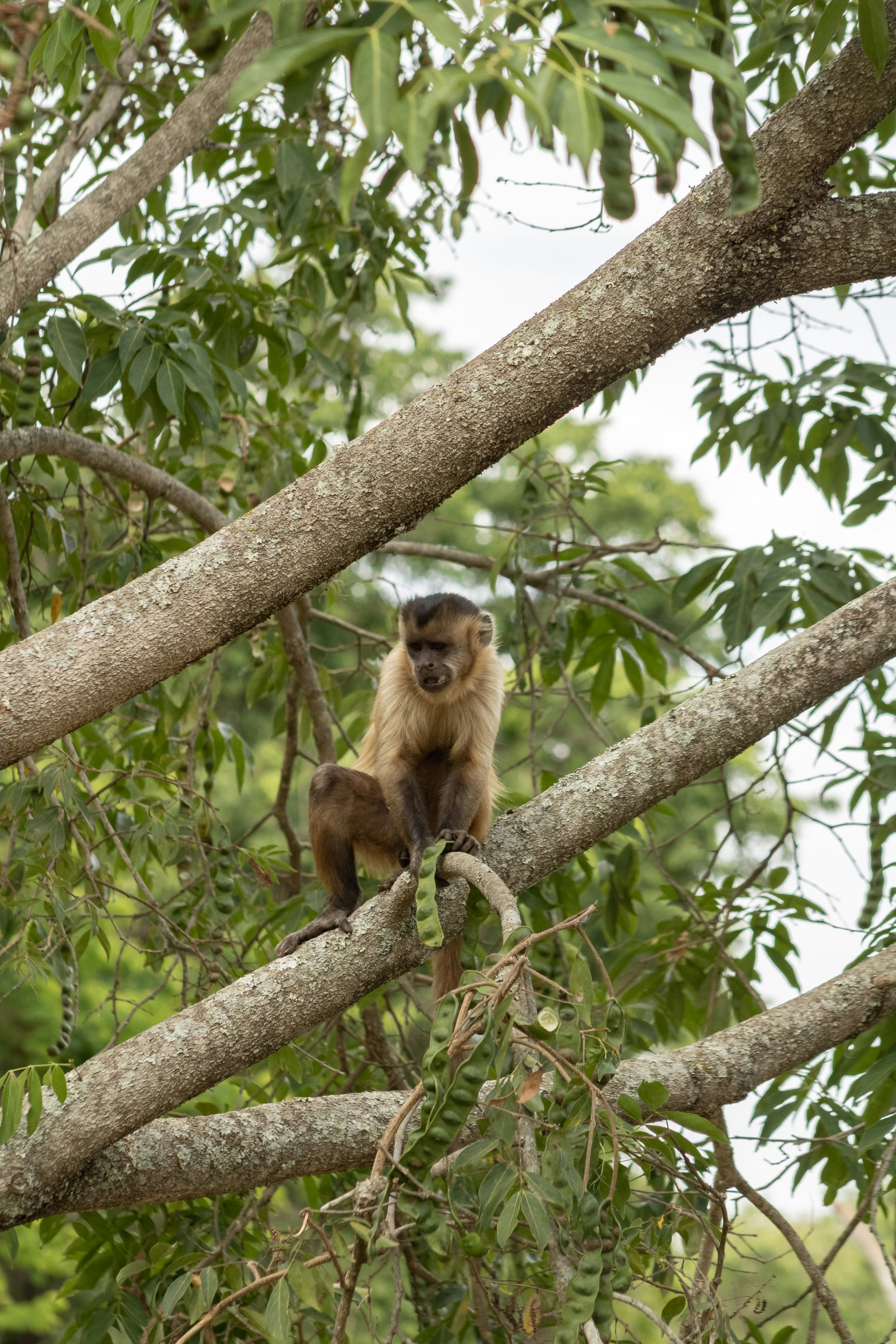 A monkey sitting on a tree branch photo – Free Brasilia - federal ...