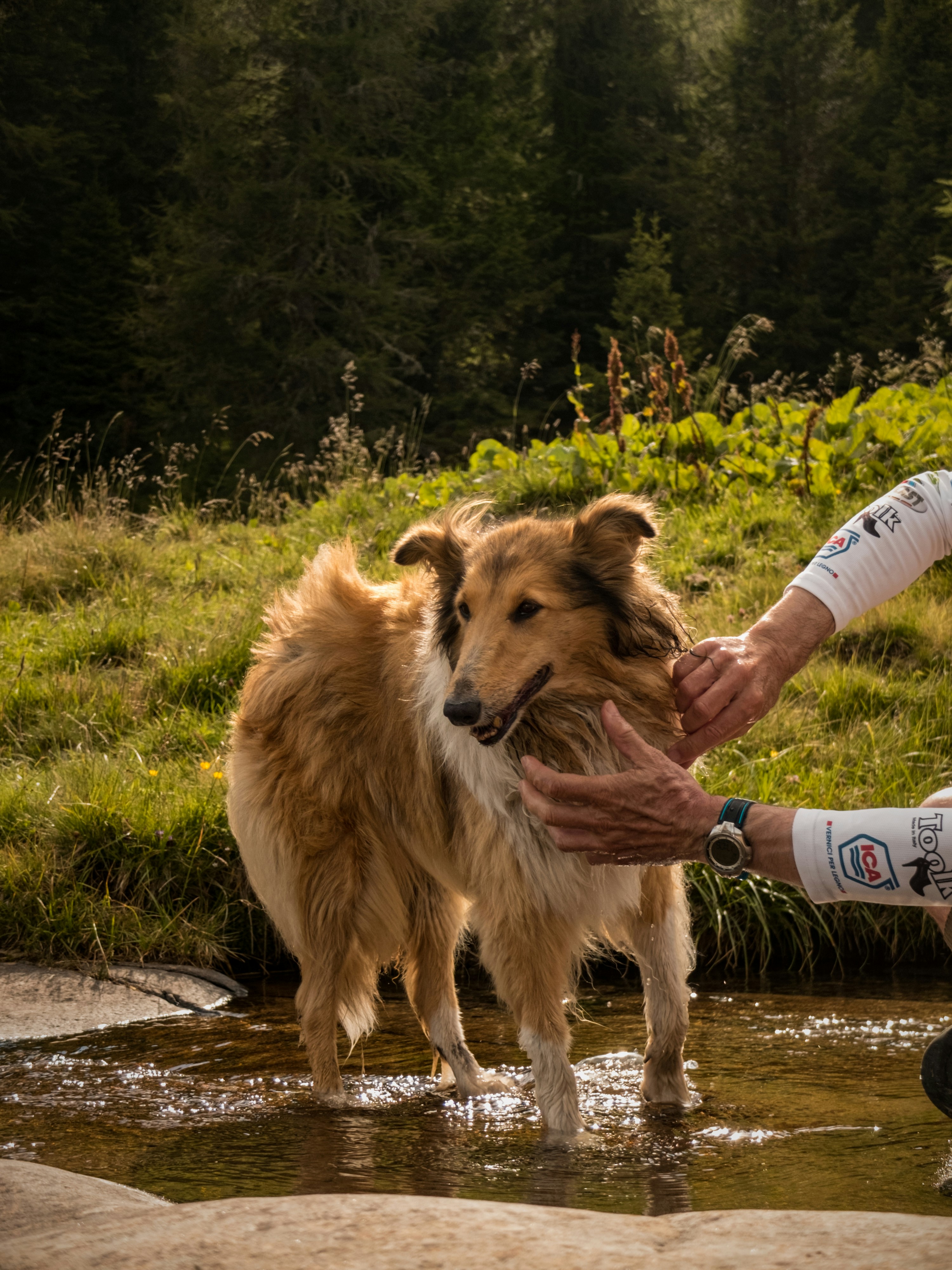 Golden Retriever in Water: Gentle Interaction on a Sunny Riverbank