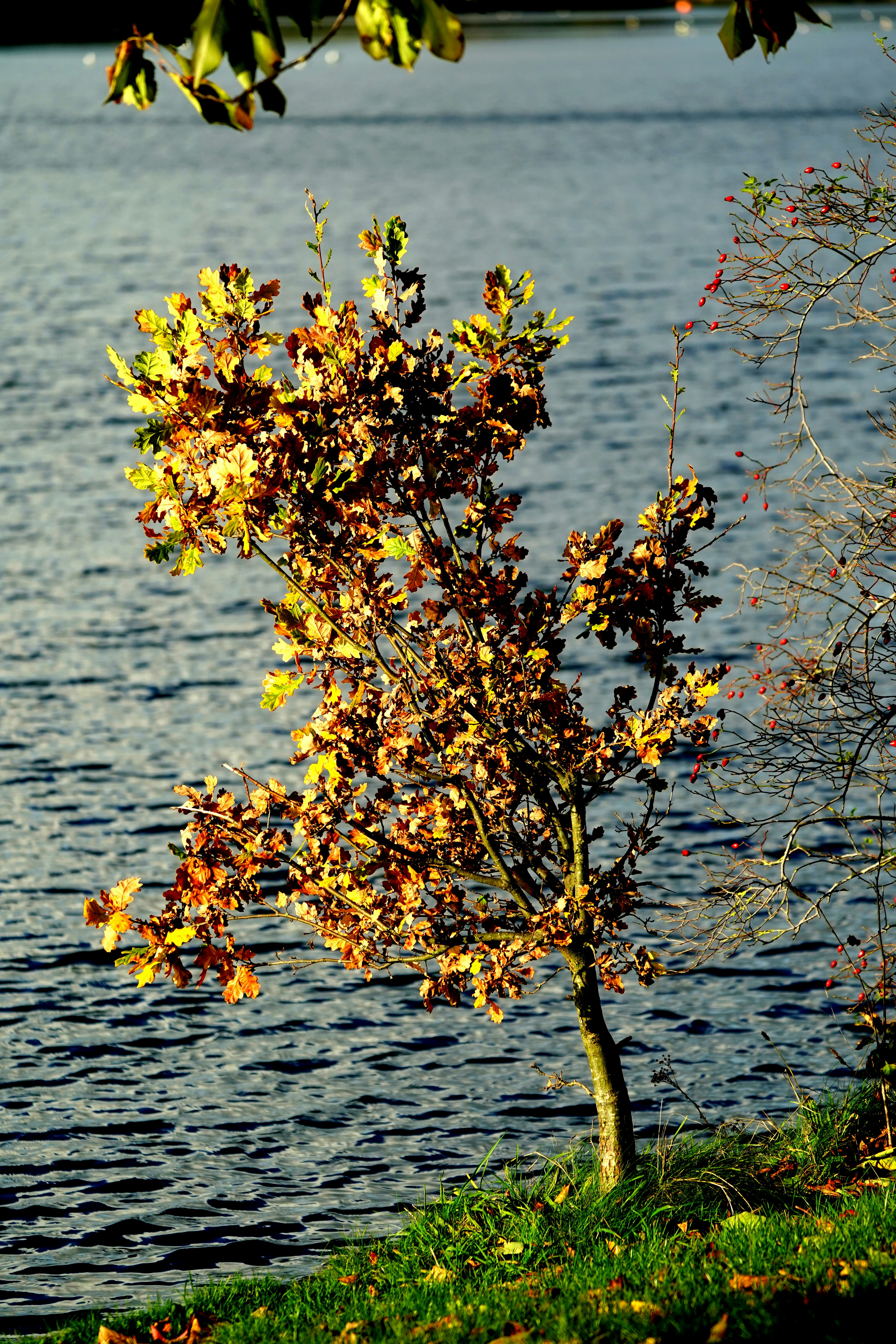 a tree with yellow flowers