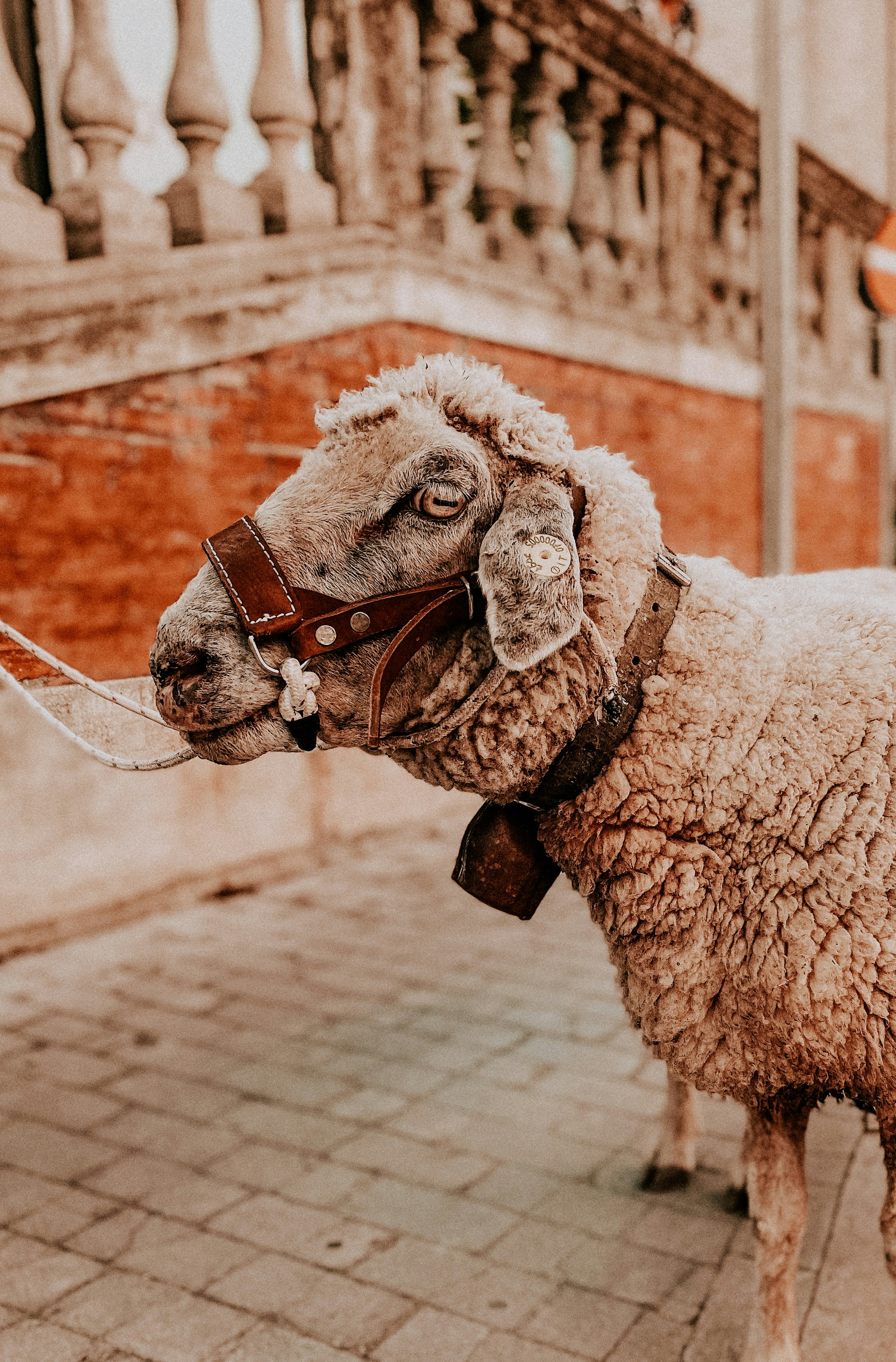 Bridle and Bond: A Gentle Gaze on a Farmyard Friend