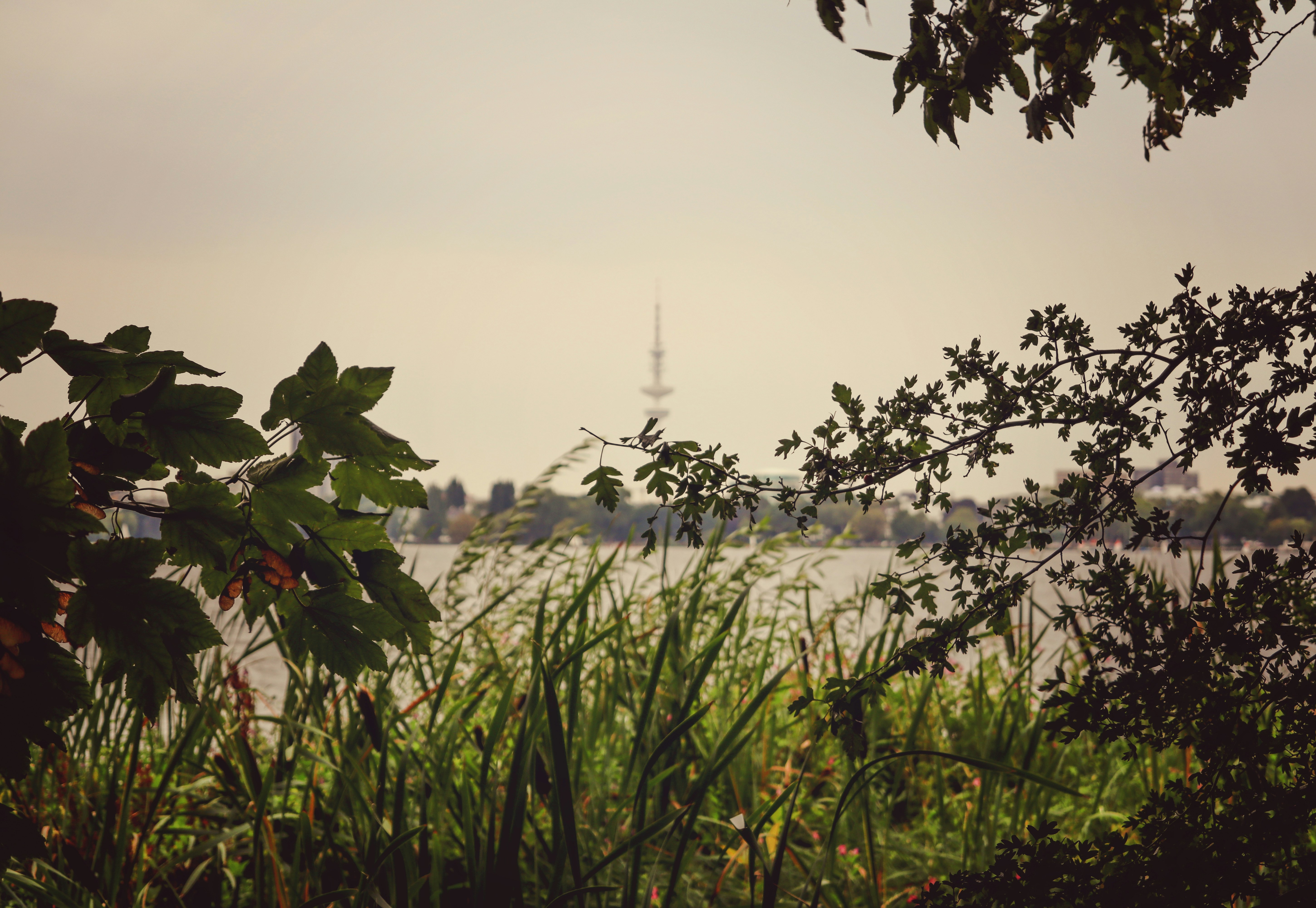 Silhouette of a distant tower framed by grasses and branches at golden hour