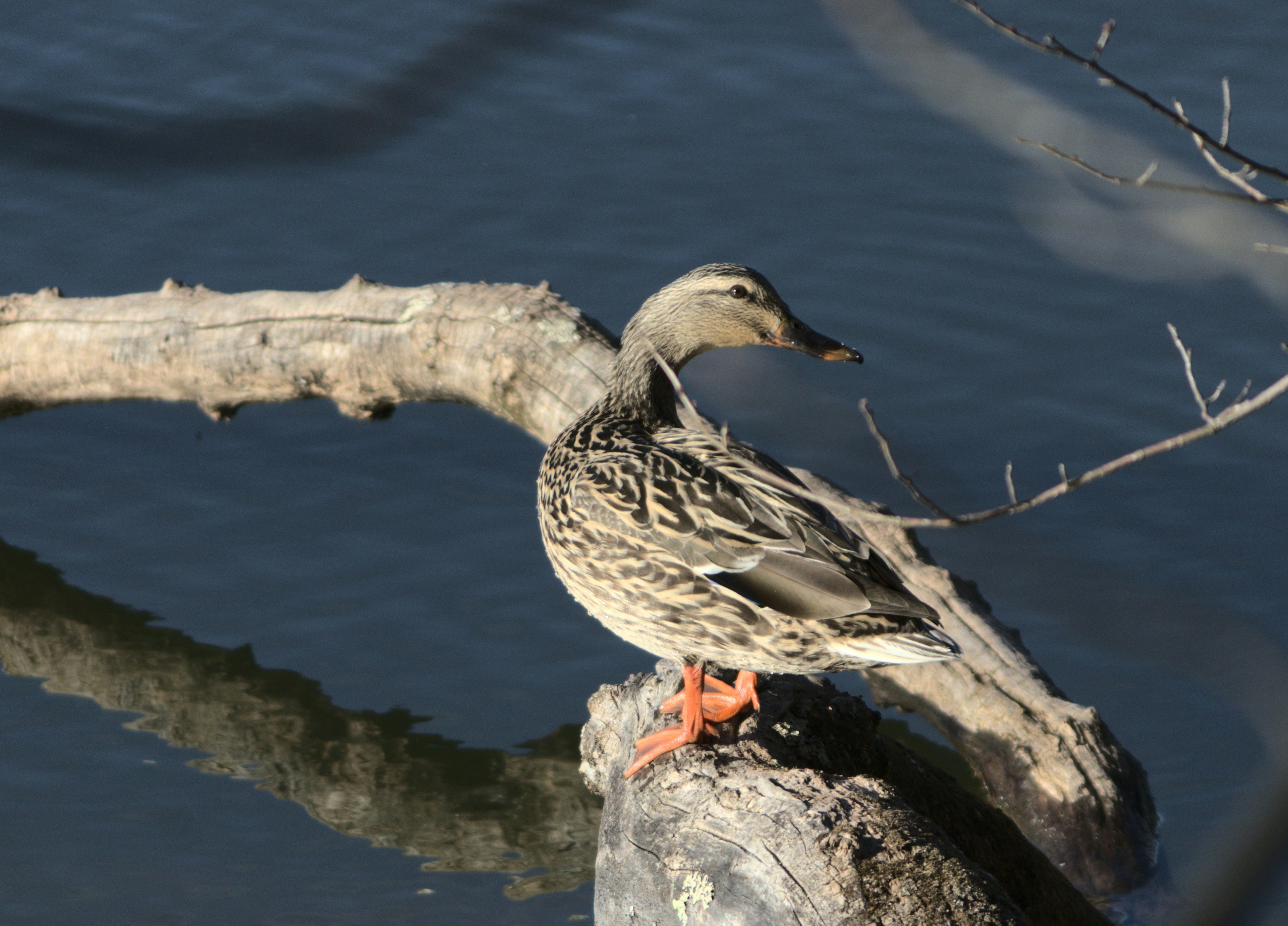 Un pato sentado en una roca foto – Imagen de Pato gratuita en Unsplash