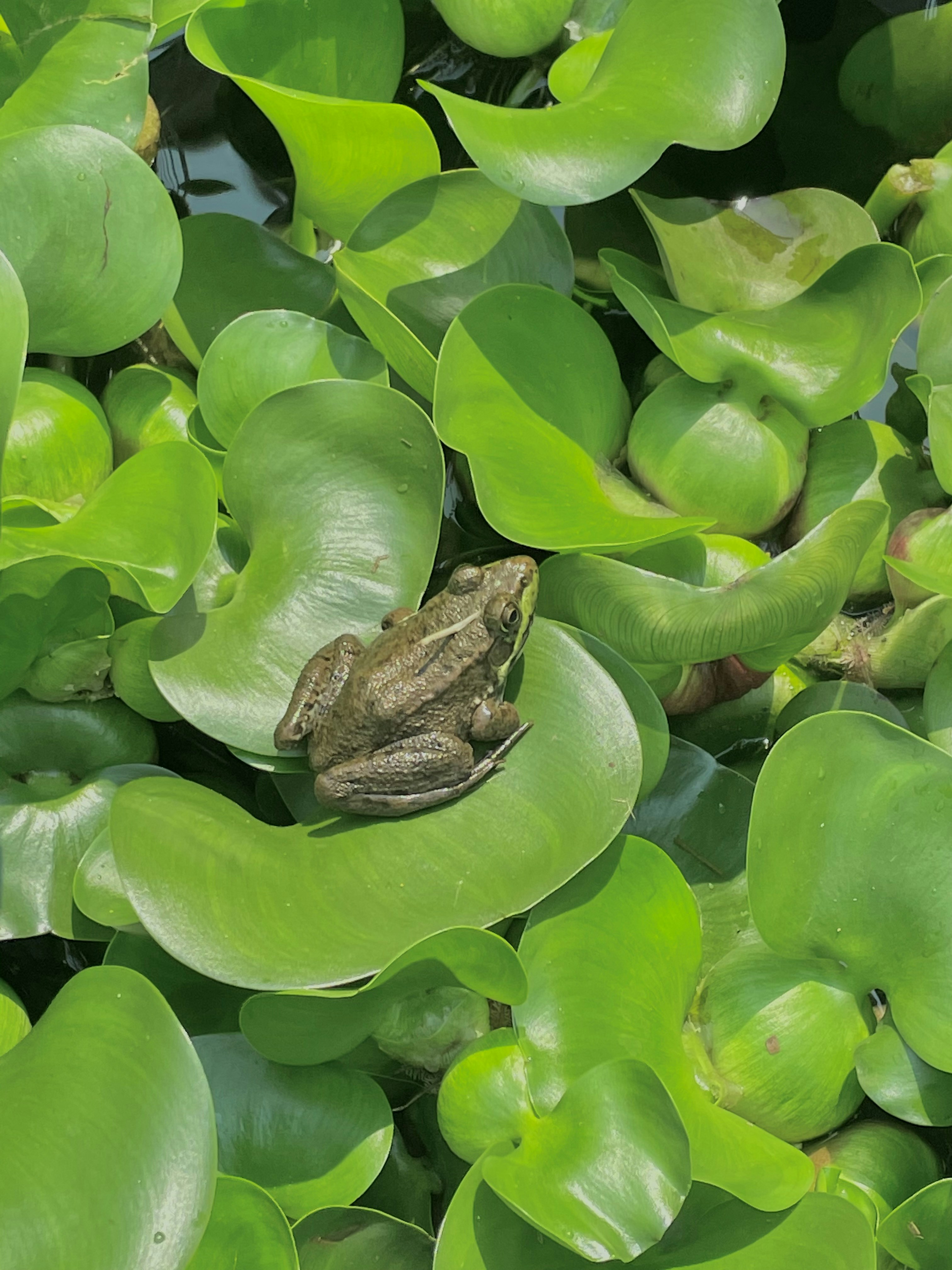 Camouflaged Frog Reposes on a Crown of Water Hyacinth Leaves