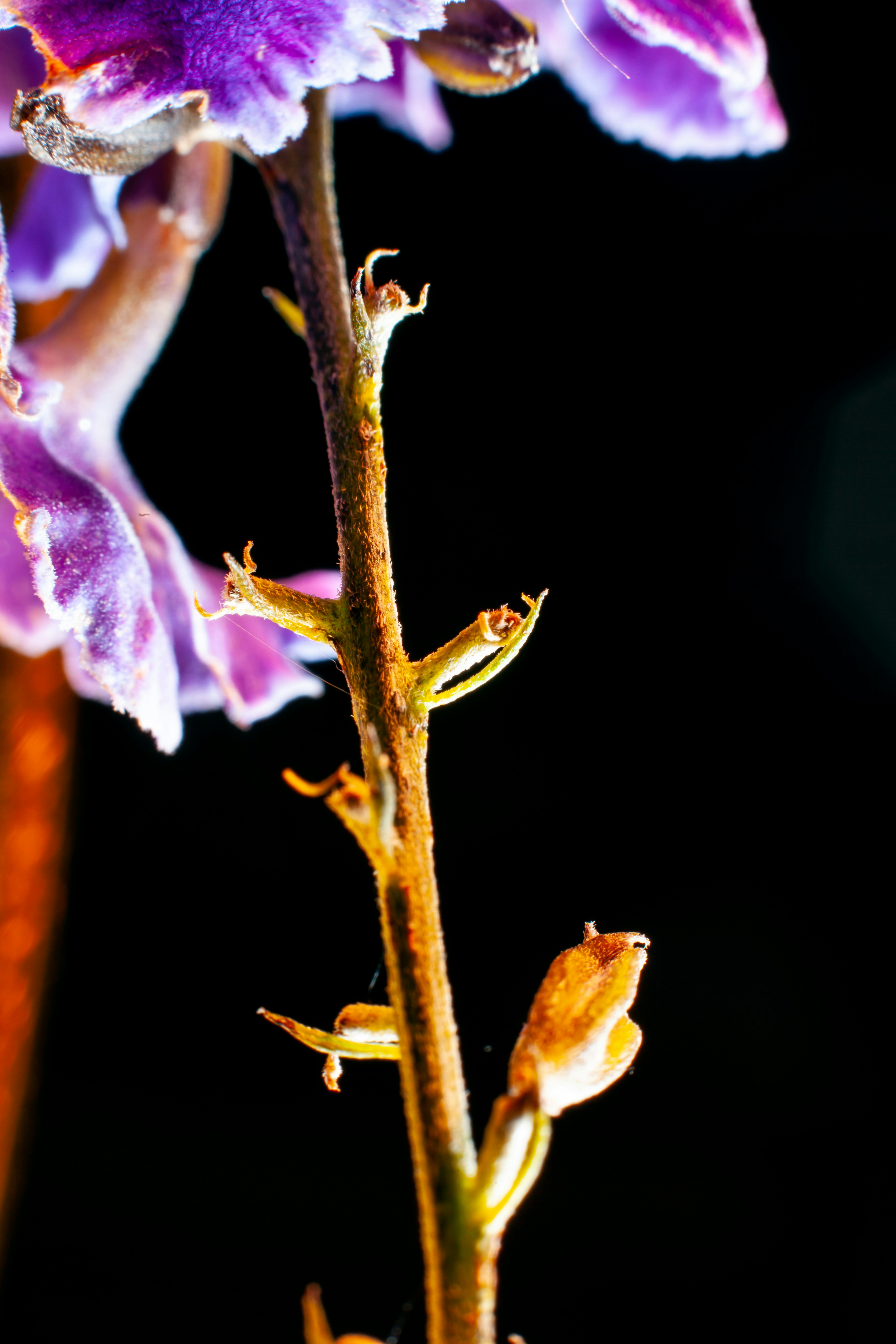 Velvet Violet: A Macro Portrait of a Flower Stem Against Night