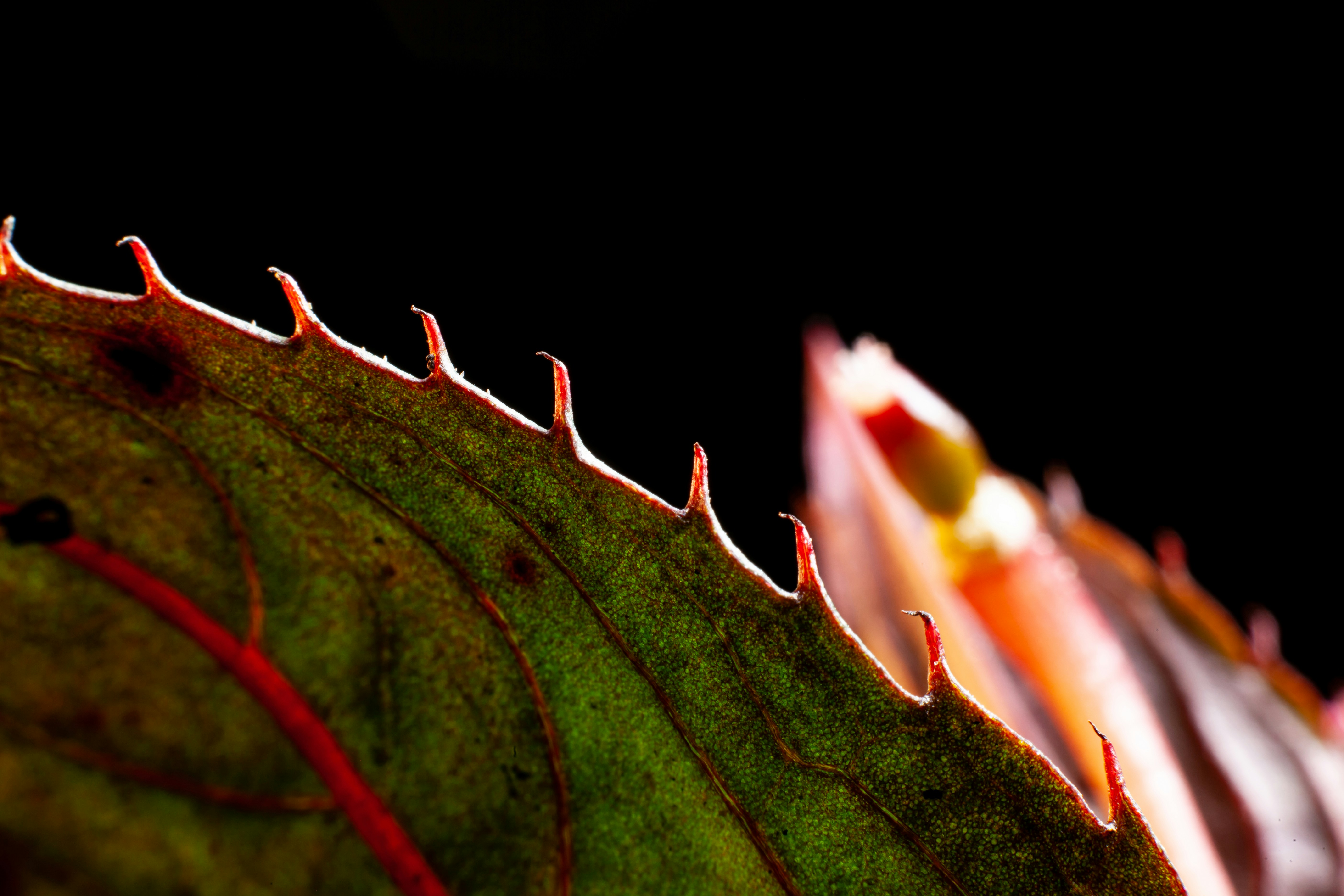 Veins and Teeth: Macro Study of a Leaf's Serrated Edge