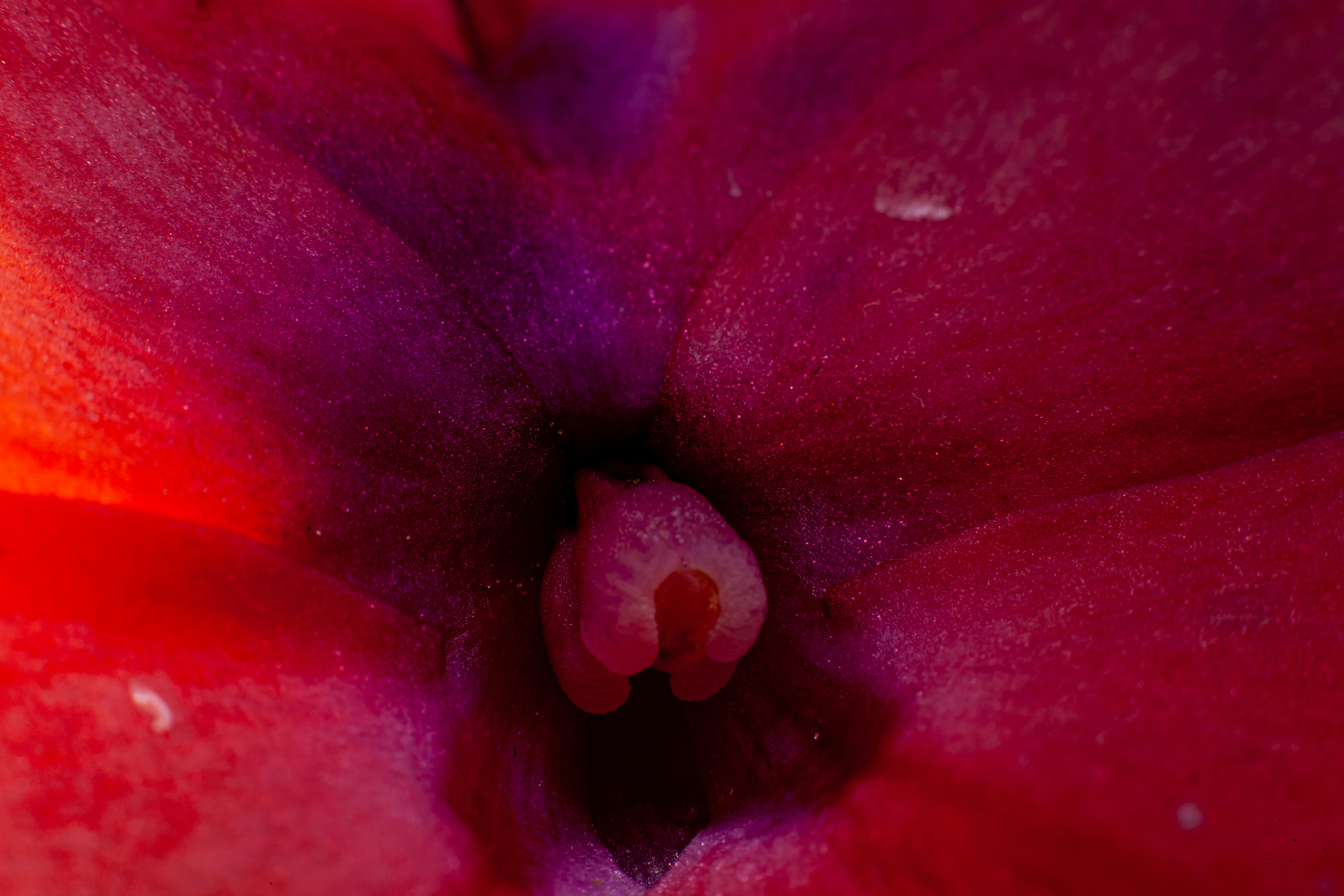 Photo by Ian Talmacs with Canon EOS 5D Mark II