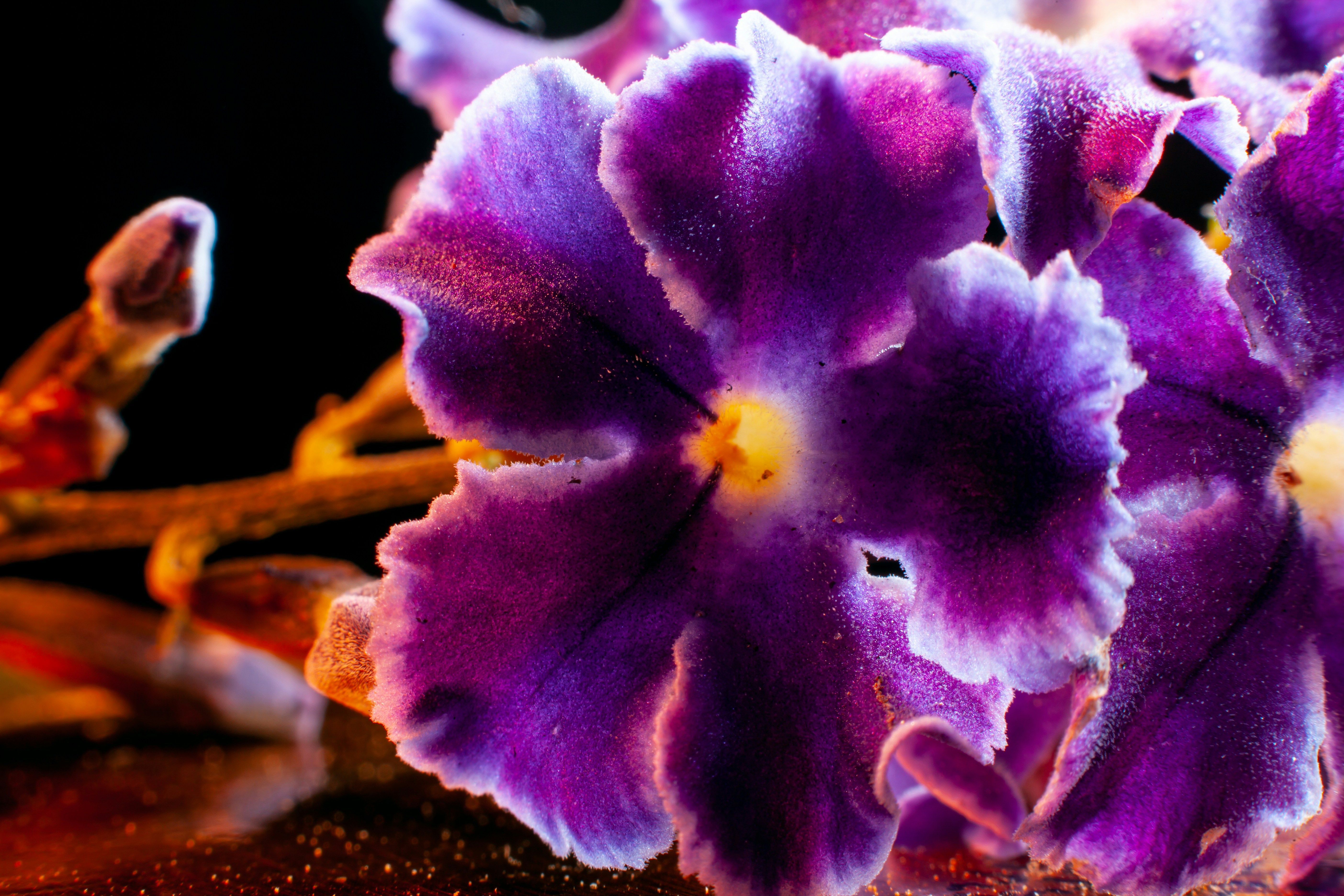 Velvet Purple Bloom: A Macro Portrait of Petals with a Neon-Yellow Center