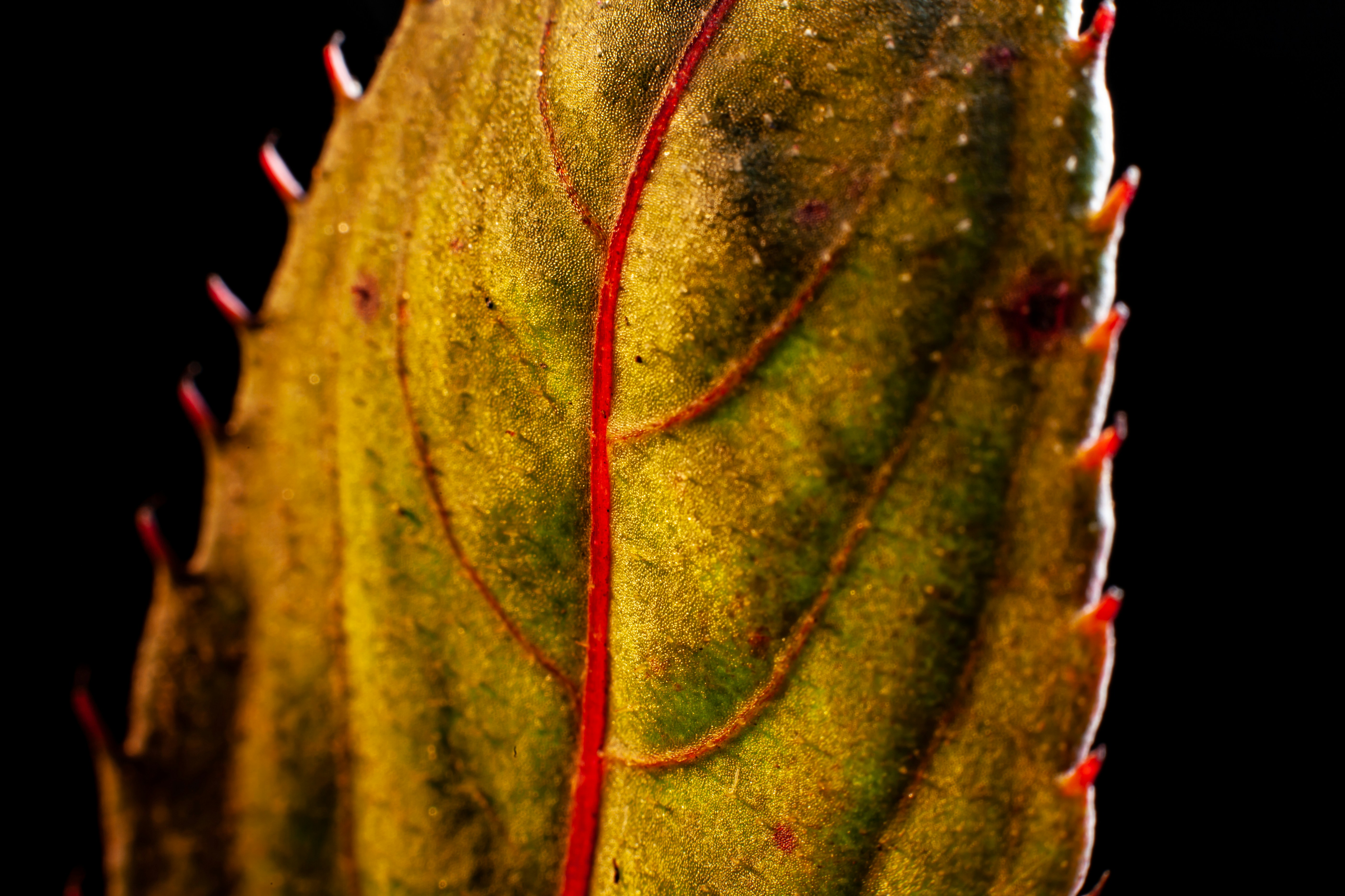 Crimson Vein Tracing the Serrated Margin of a Spiny Desert Leaf
