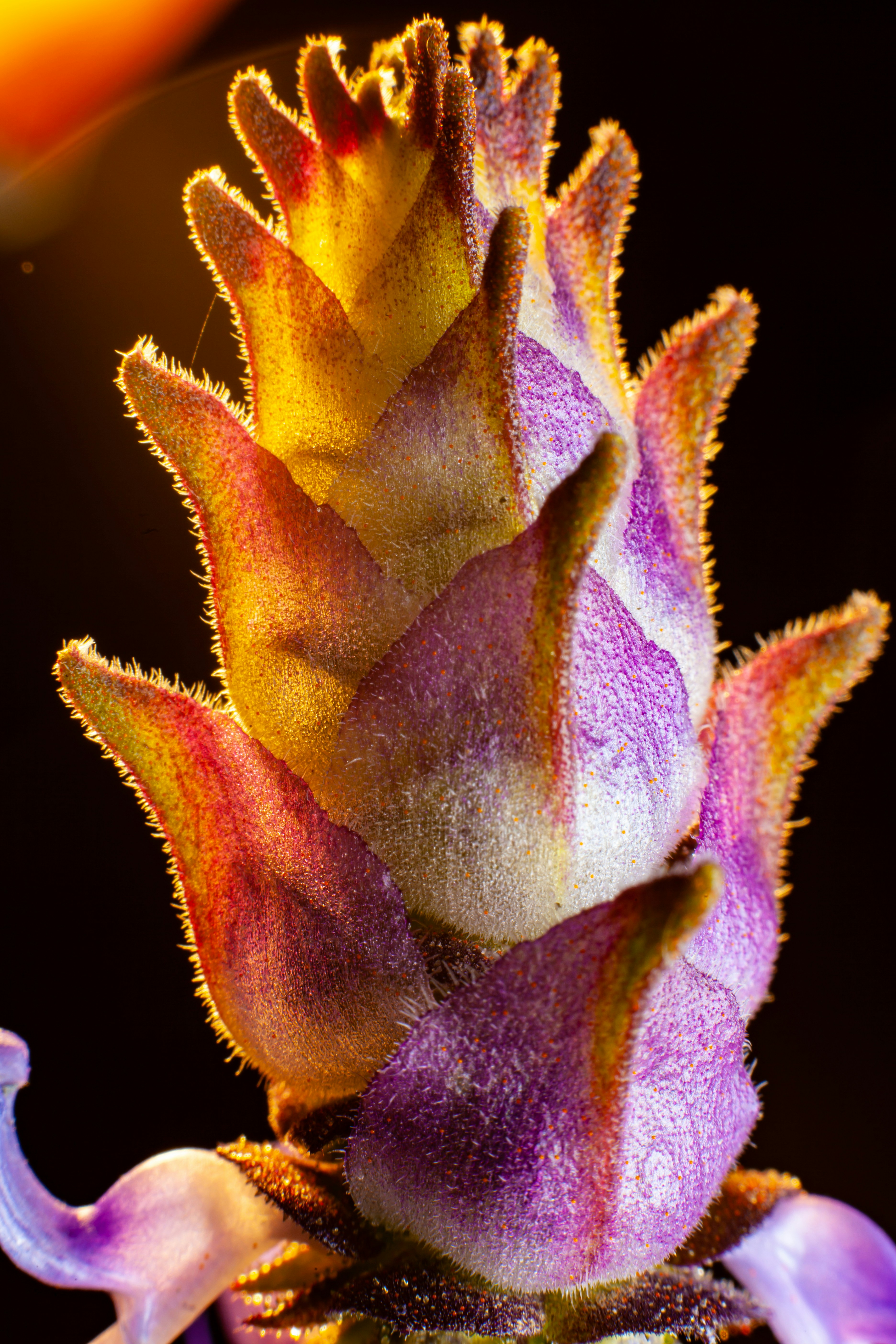 Photo by Ian Talmacs with Canon EOS 5D Mark II