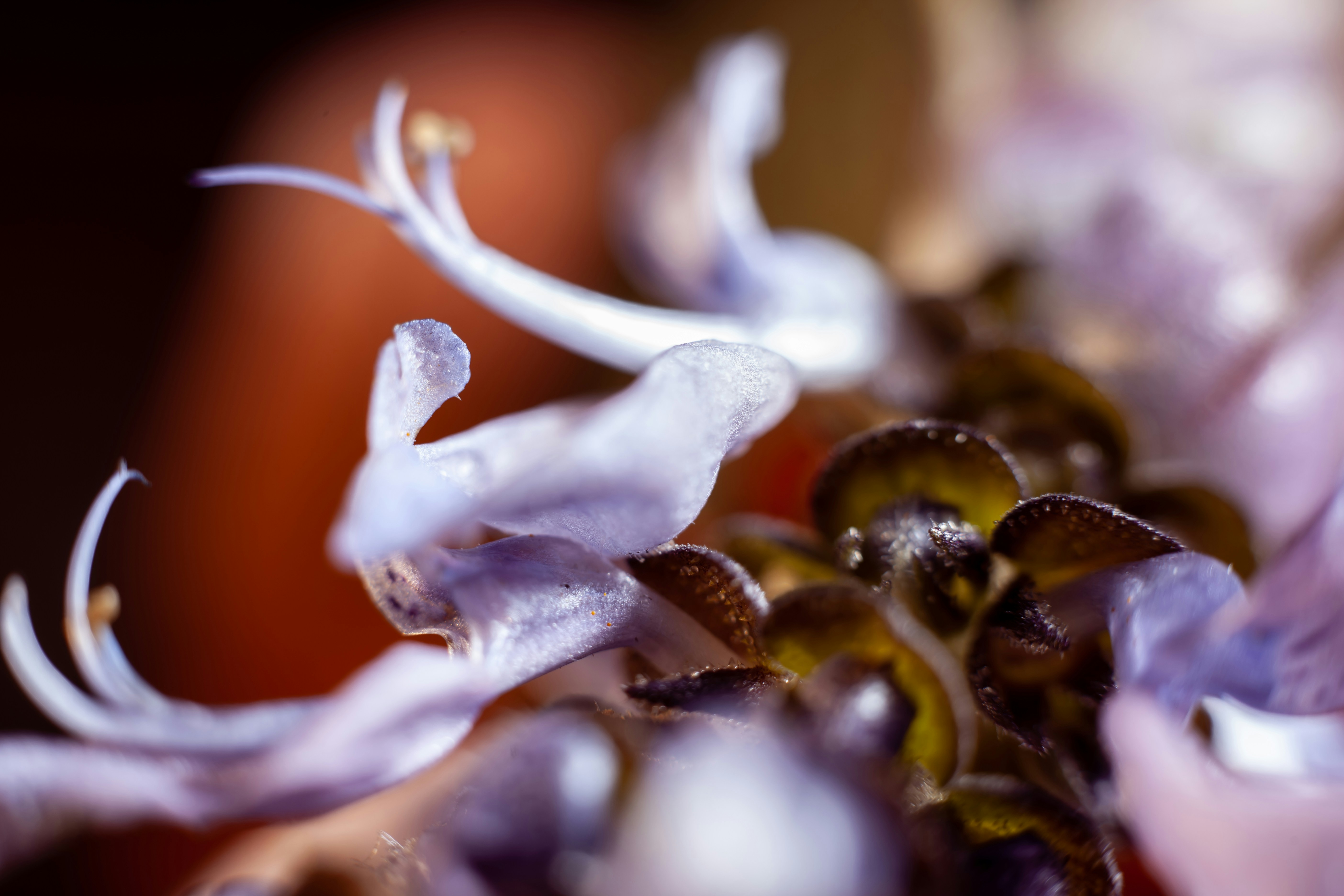Whorls in Focus: A Close-Up Study of Purple Petals and Stamen