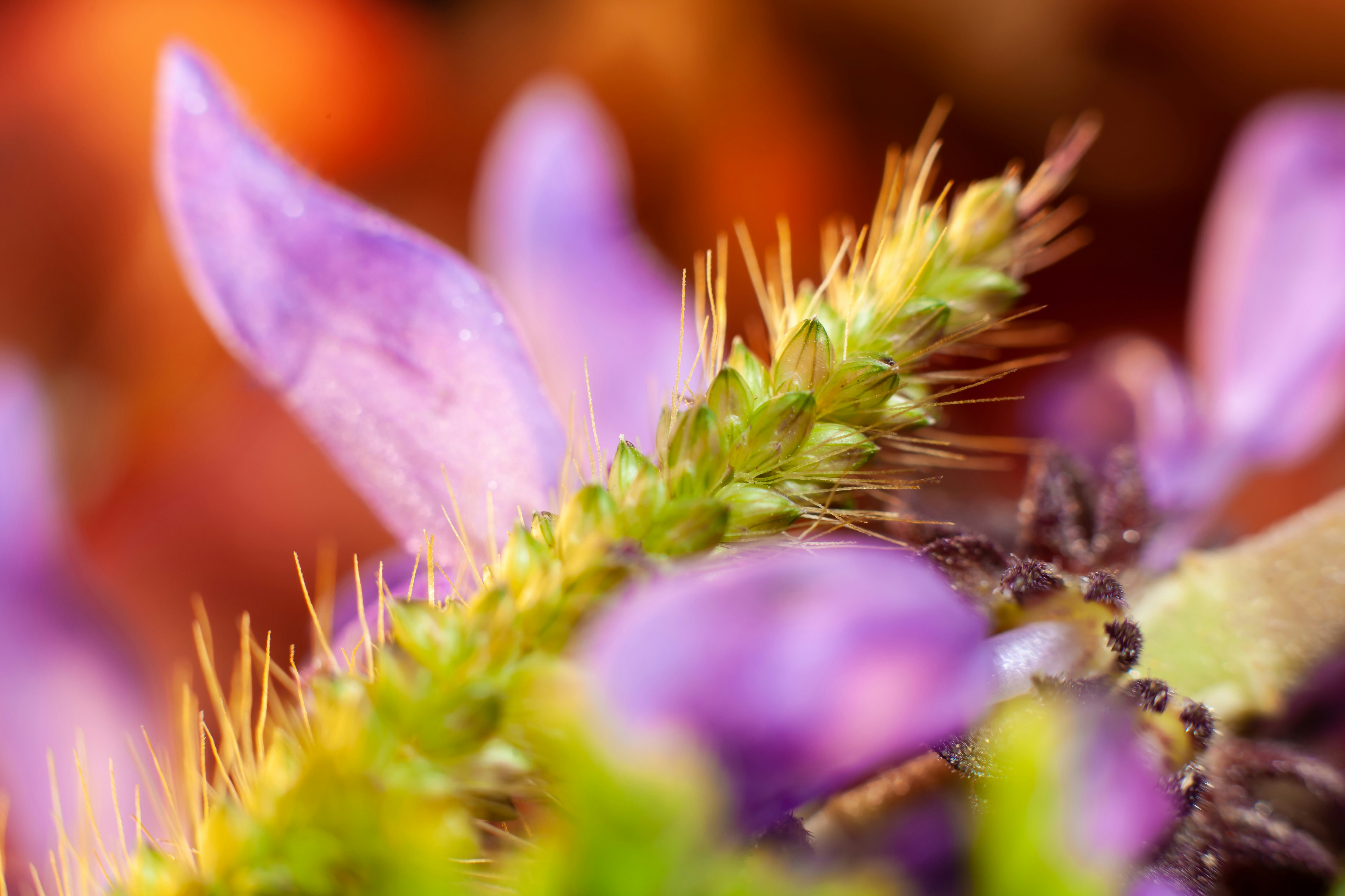 Emerald Bristle Among Violet Petals
