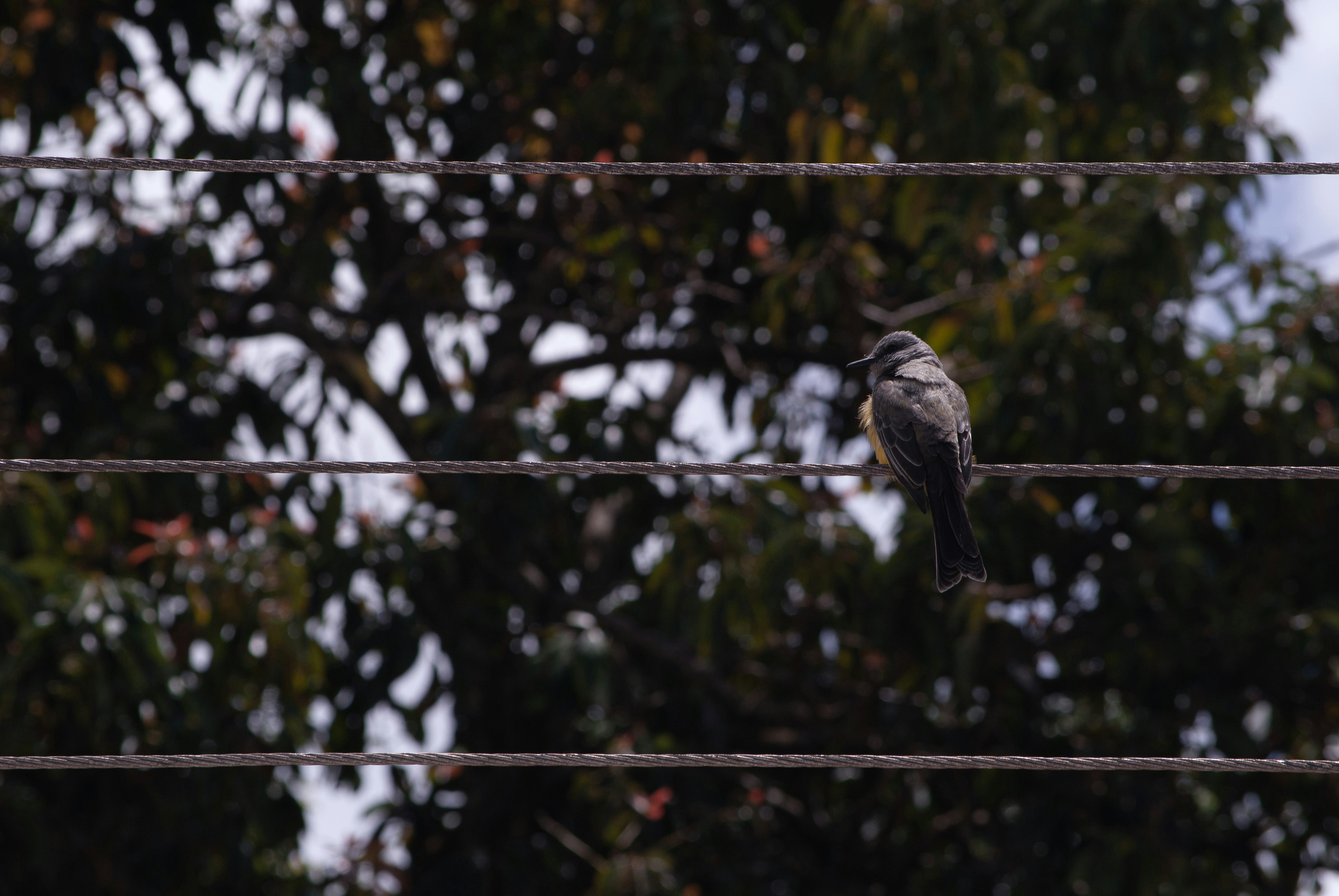 Sparrow on a Narrow Wire Against a Shadowed Foliage Backdrop