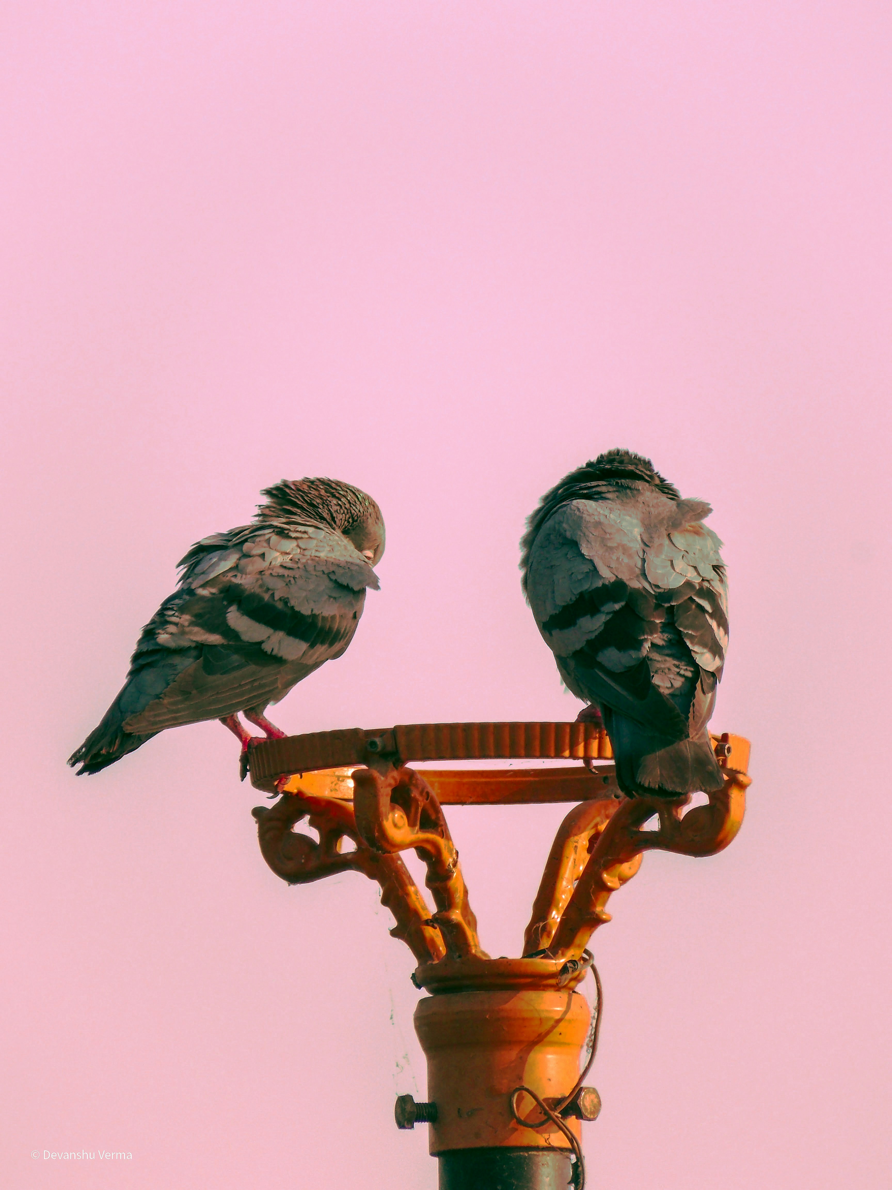 Two pigeons perch on a vintage orange streetlamp against a soft pink sky. A quiet urban moment captured in a photograph.