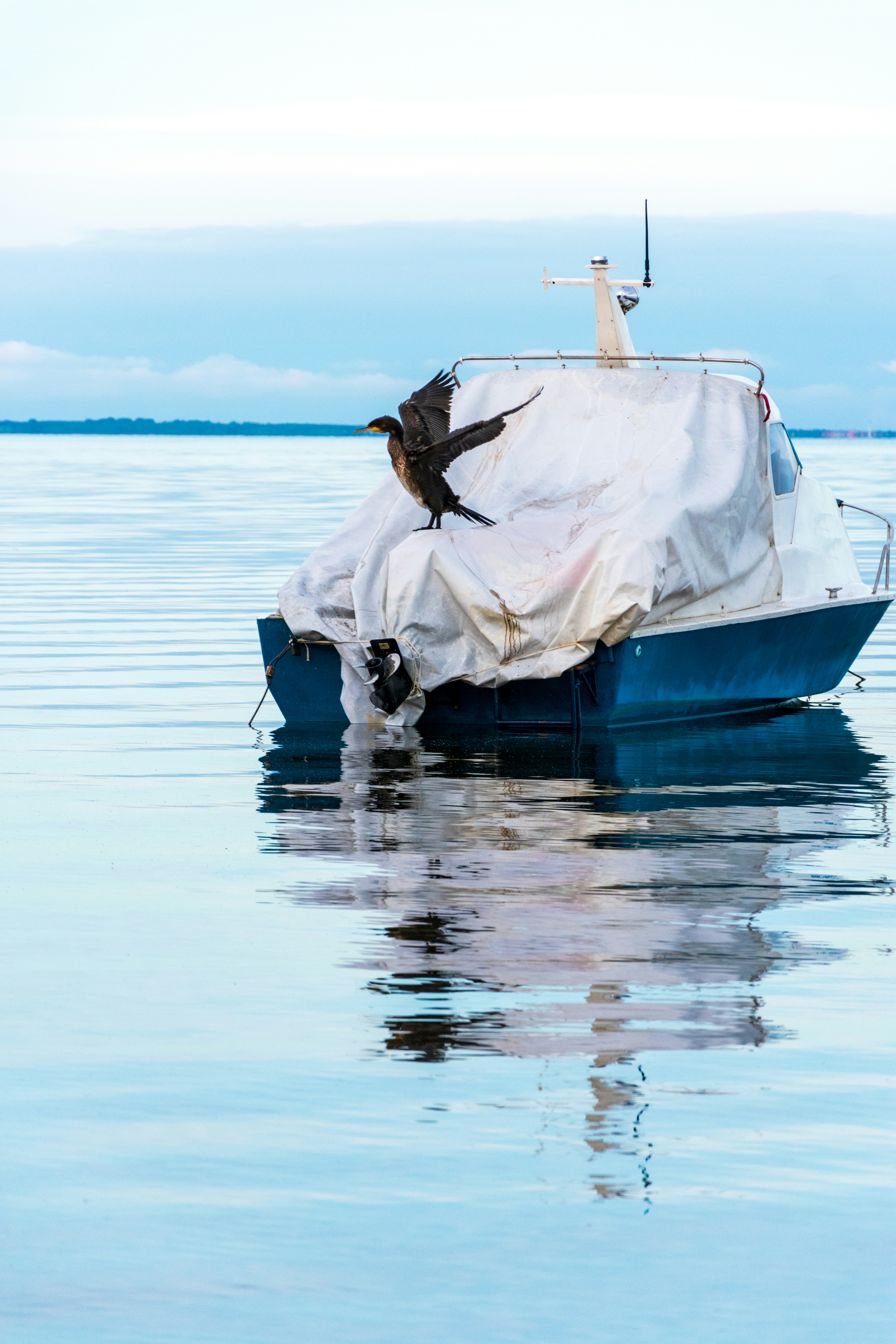 Cormorant on a Draped Boat: A Winged Watch on a Glassy Lake