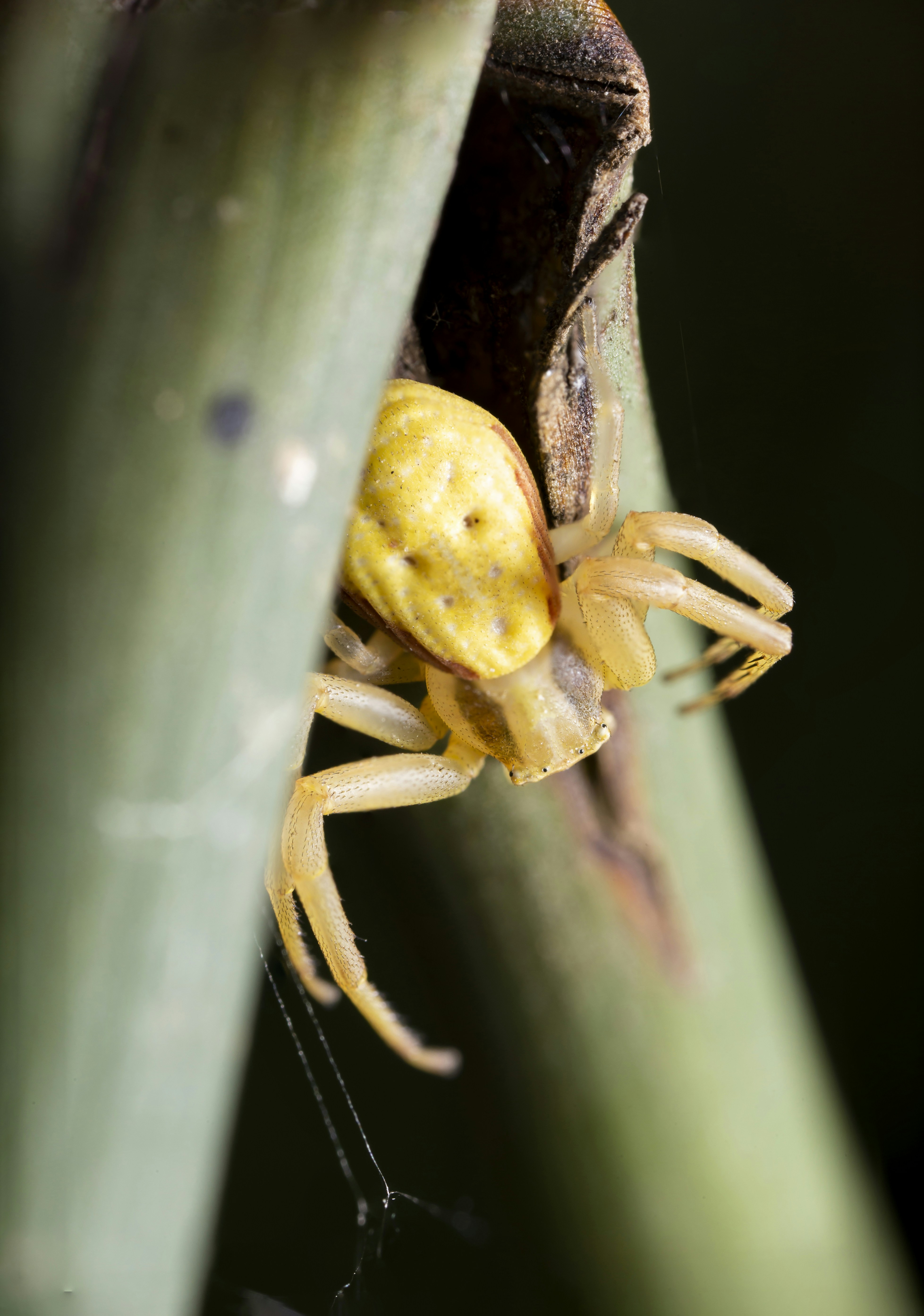 Yellow Crab Within Plant Crevice: close-up macro of a small arachnid-like crustacean amid green stems