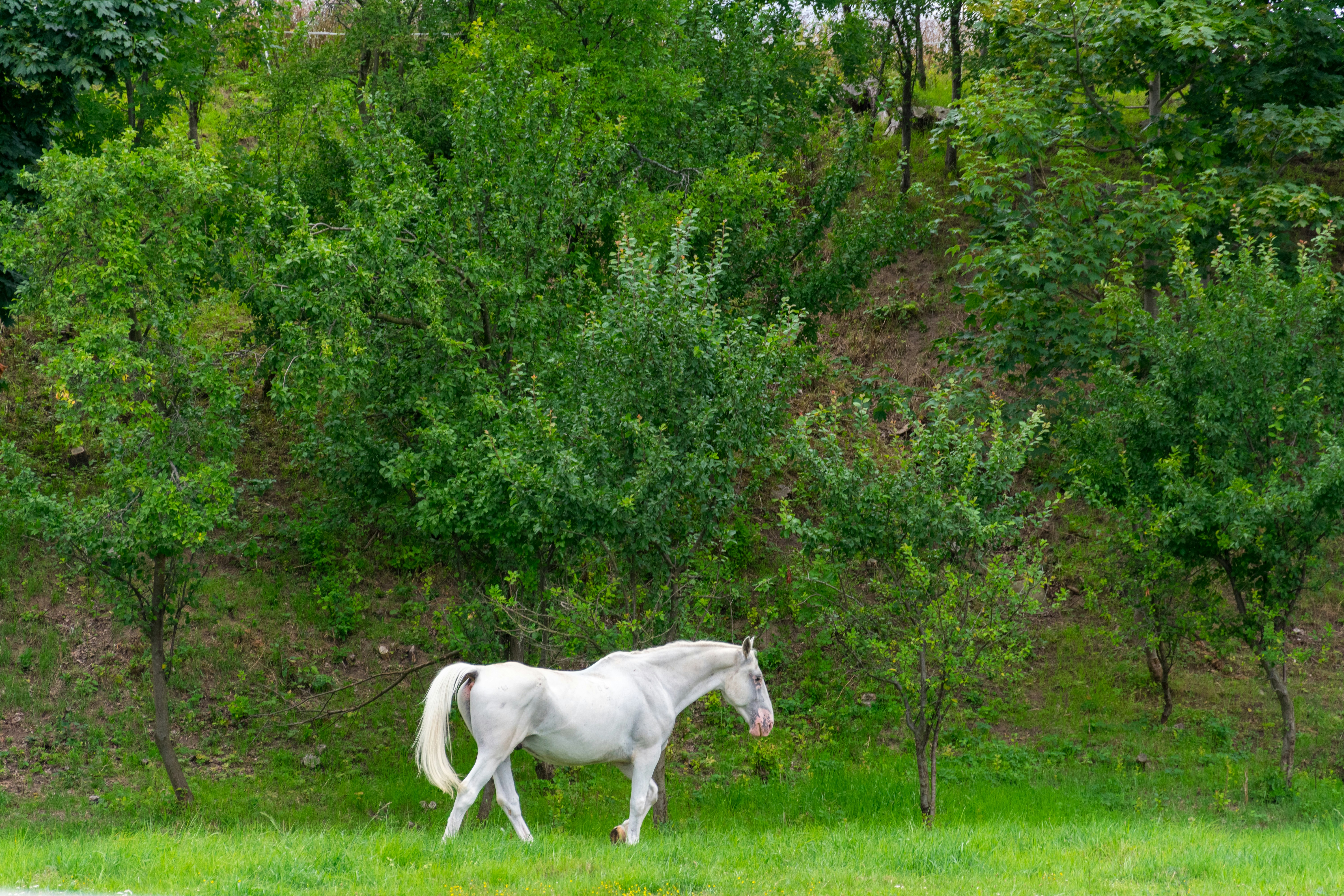 The white horse walks on the meadow