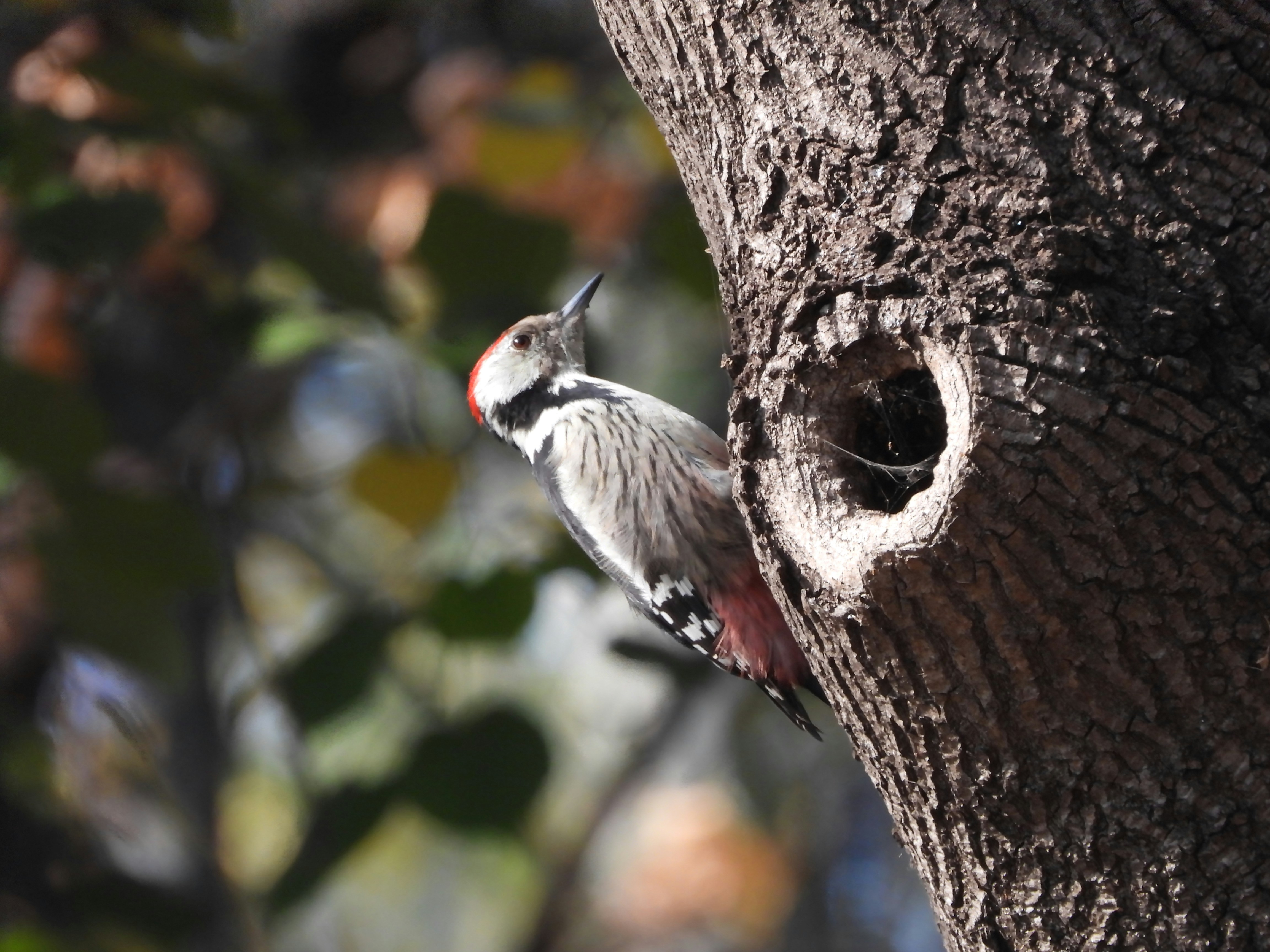 Red-Capped Woodpecker Perches by a Quiet Hollow in Sunlit Bark