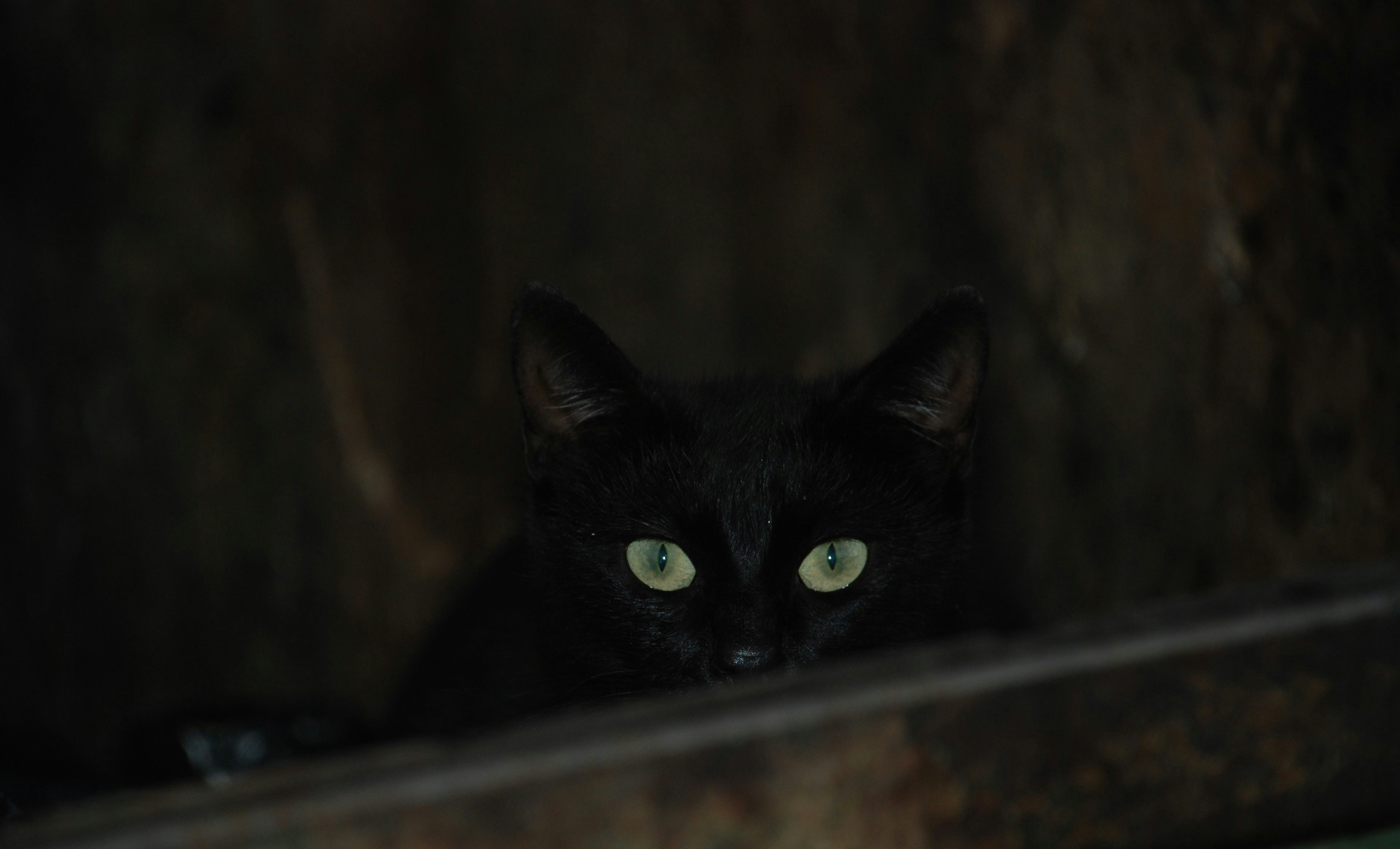 Emerald Gaze Through the Wood: A Black Cat's Secret Watch