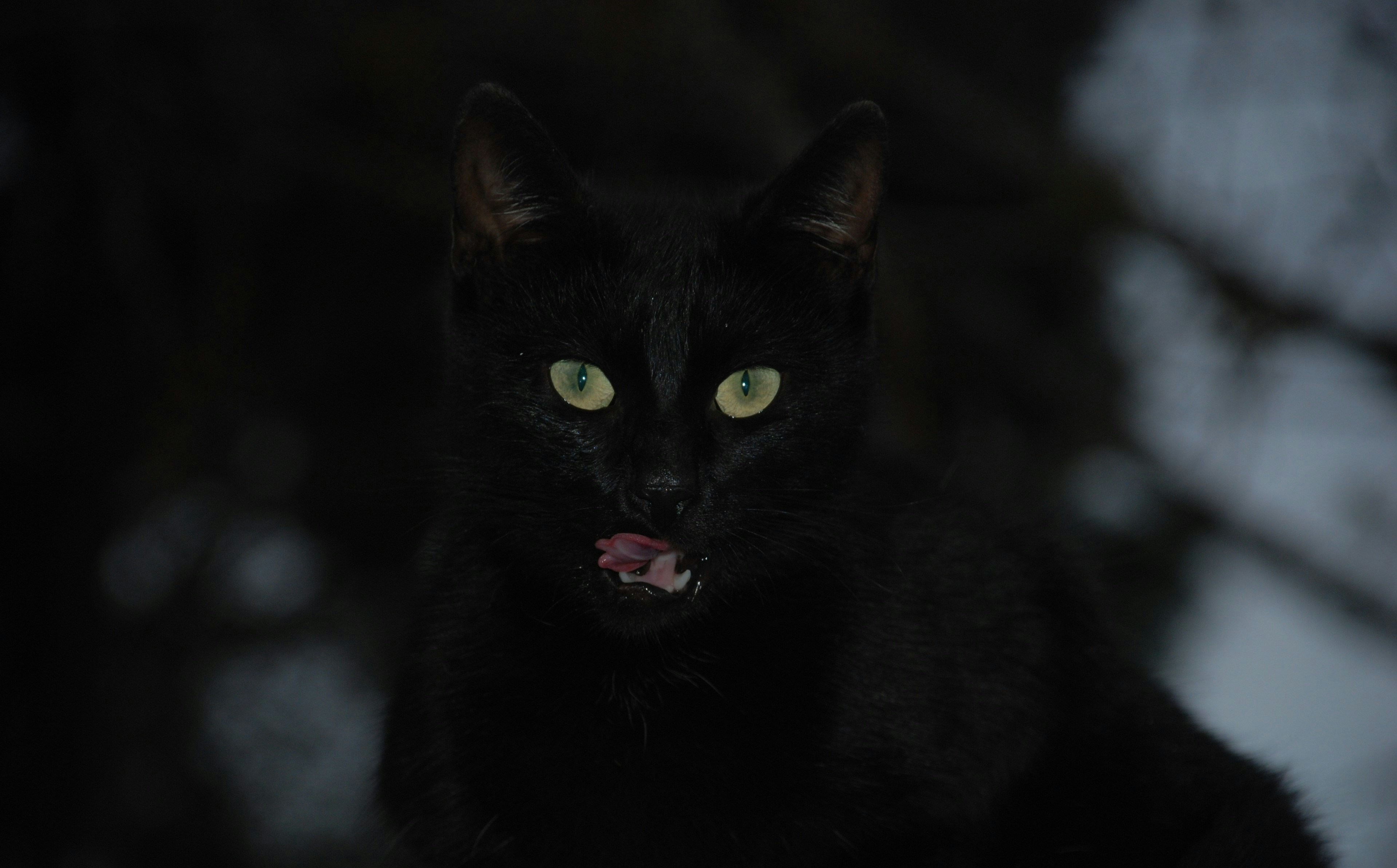 A black cat with striking green eyes licks its lips, set against a blurred dark background. The image captures the essence of feline curiosity and mystery.