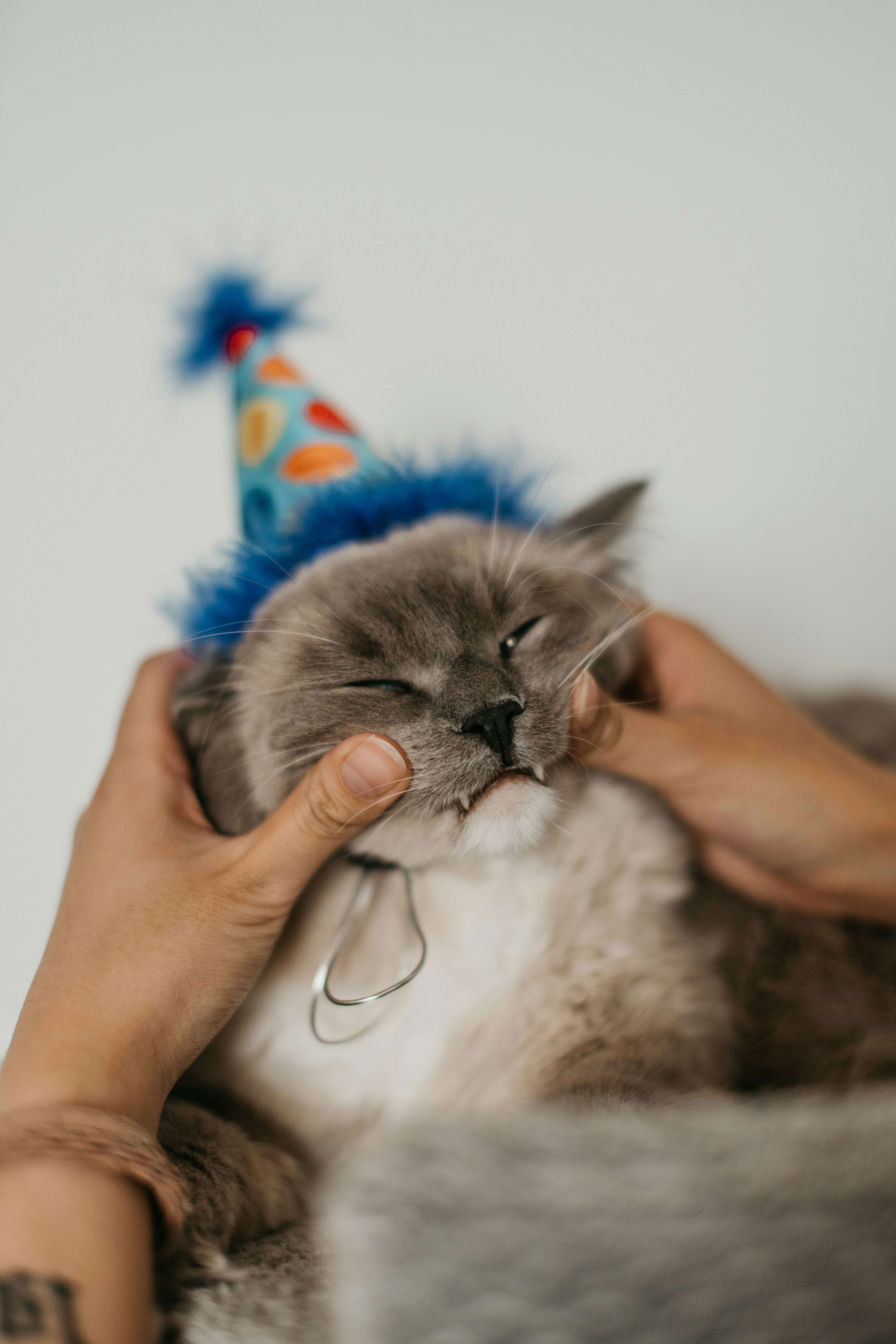 a cat wearing a party hat