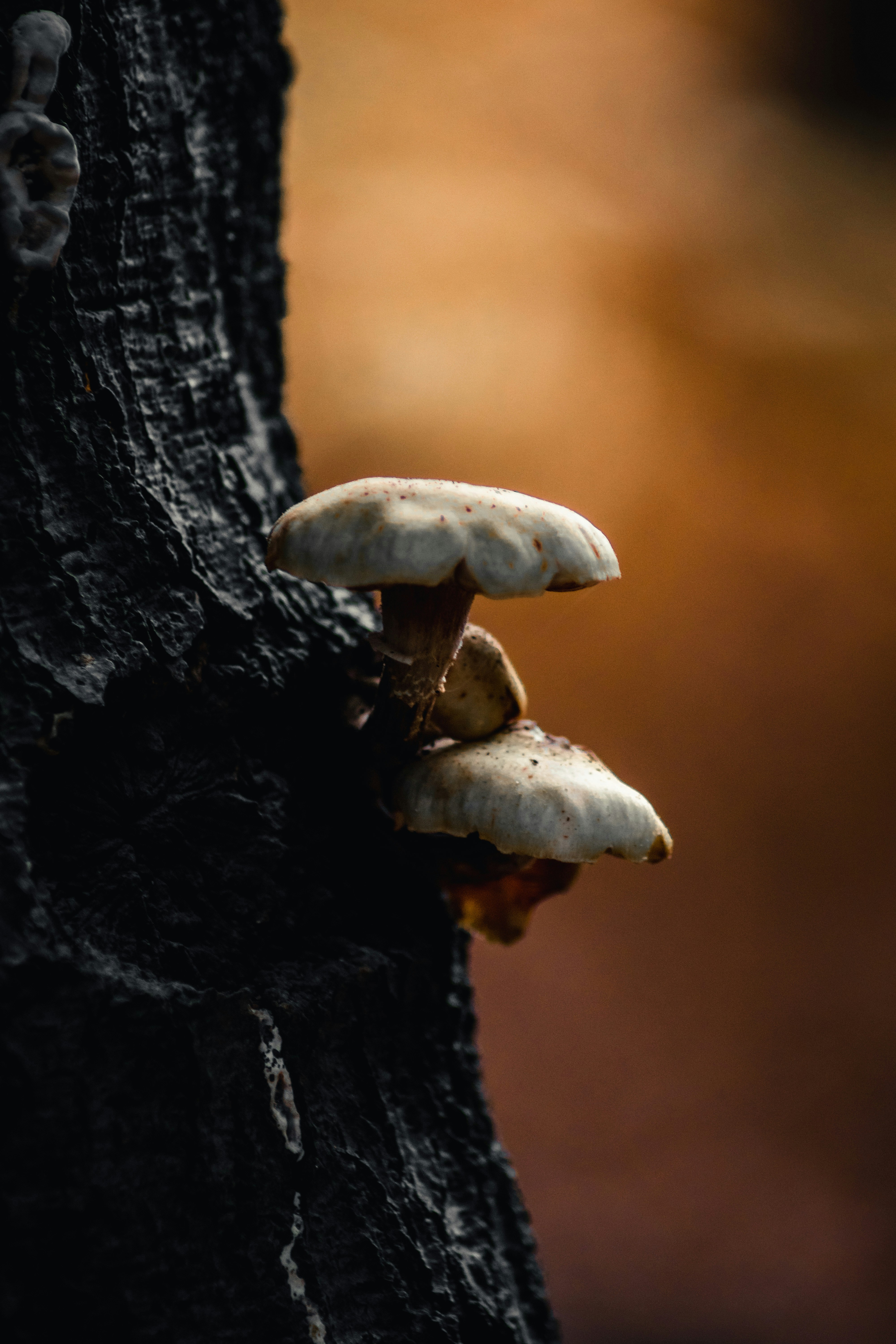 Amber-Backlit Duet: Two White Mushrooms Clinging to a Charred Trunk