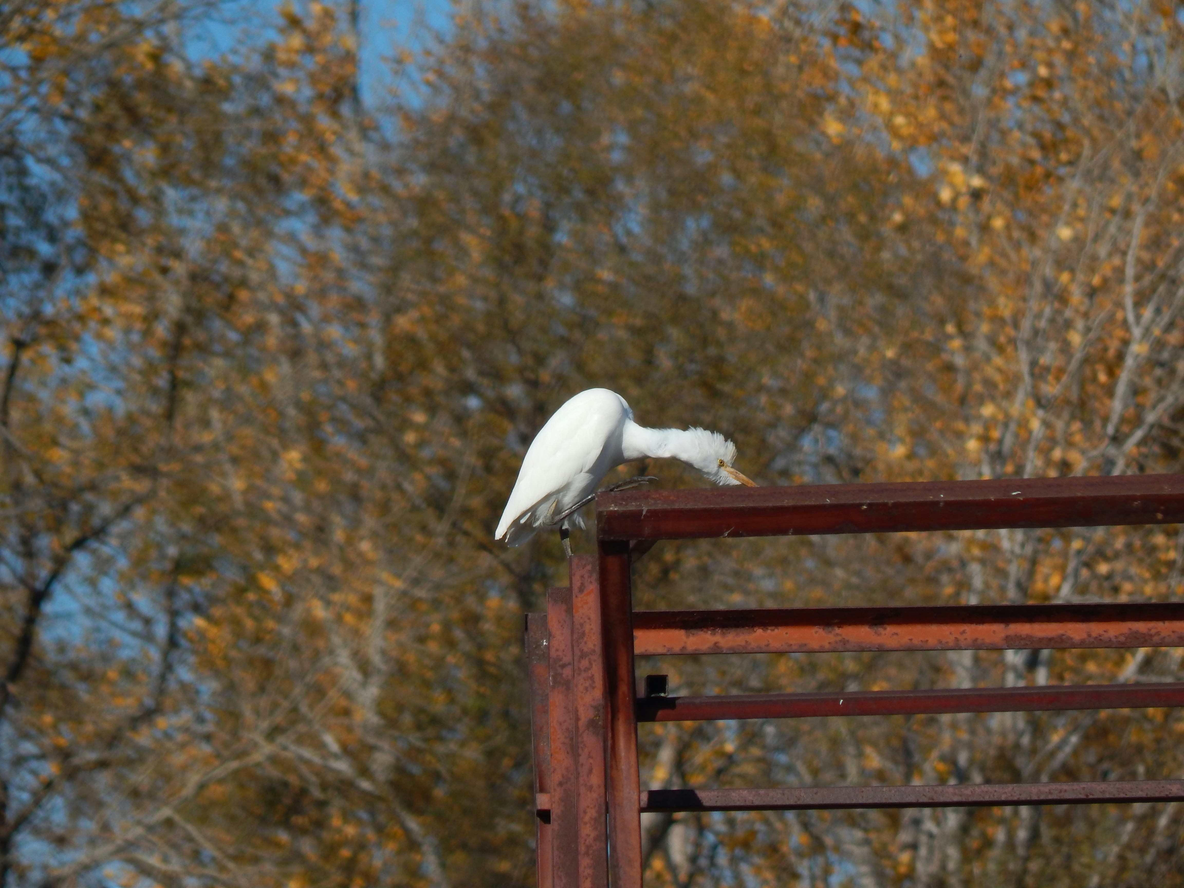 Autumn's White Sentinel: Egret on a Weathered Railing