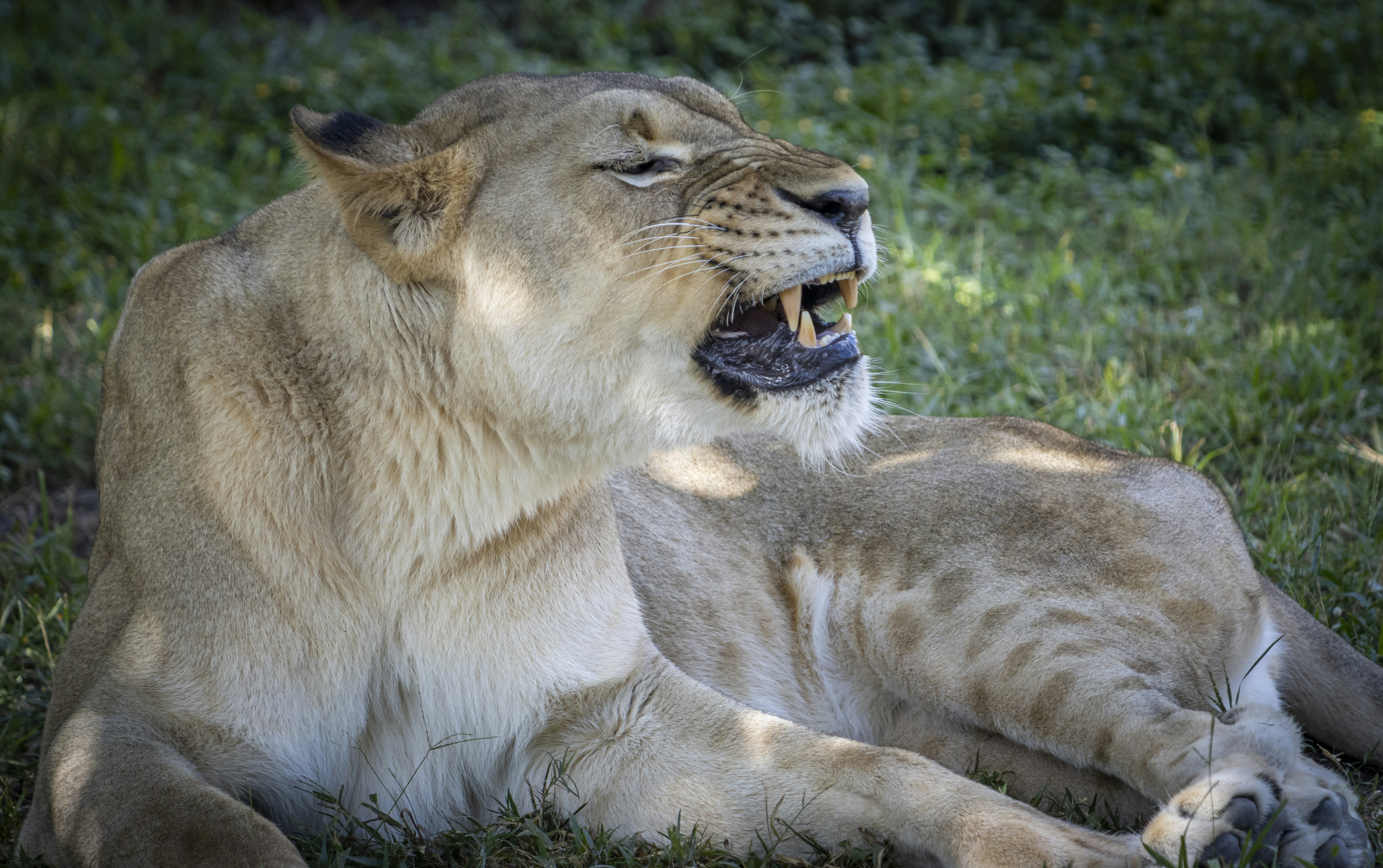 A lion lying down photo – Free Lioness Image on Unsplash