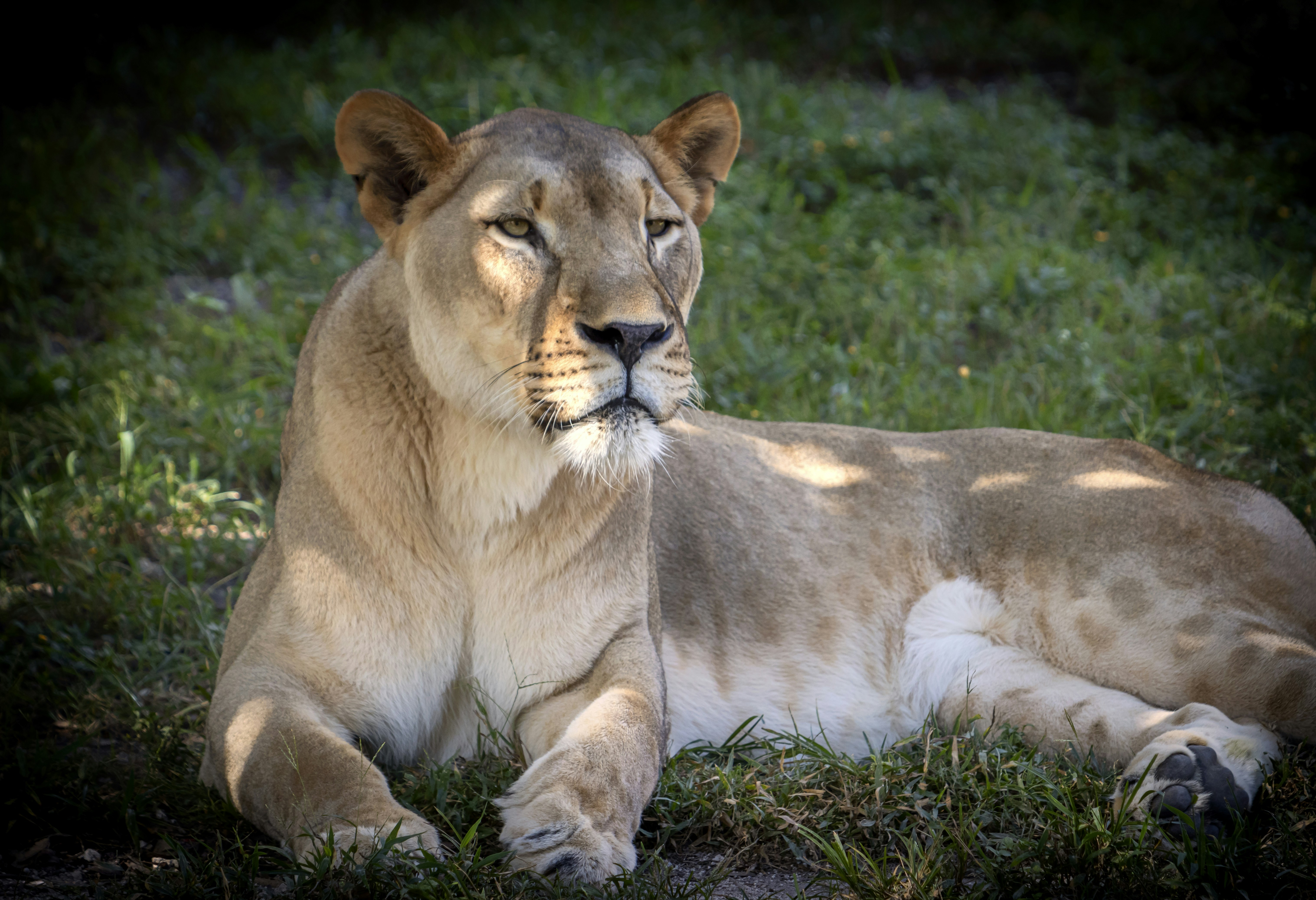 A lion lying down photo – Free Lioness Image on Unsplash