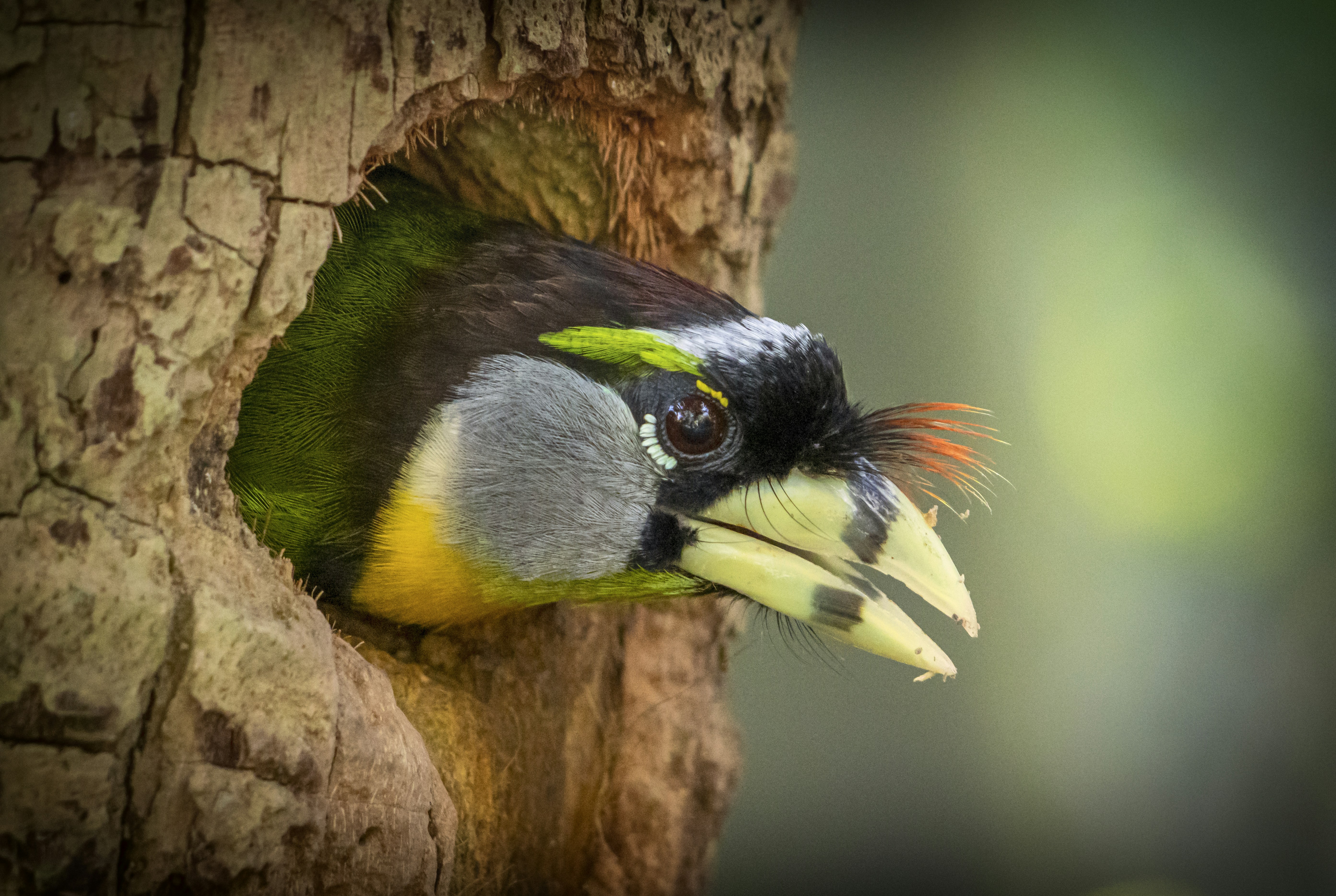 A bird in a tree photo – Free Animal Image on Unsplash
