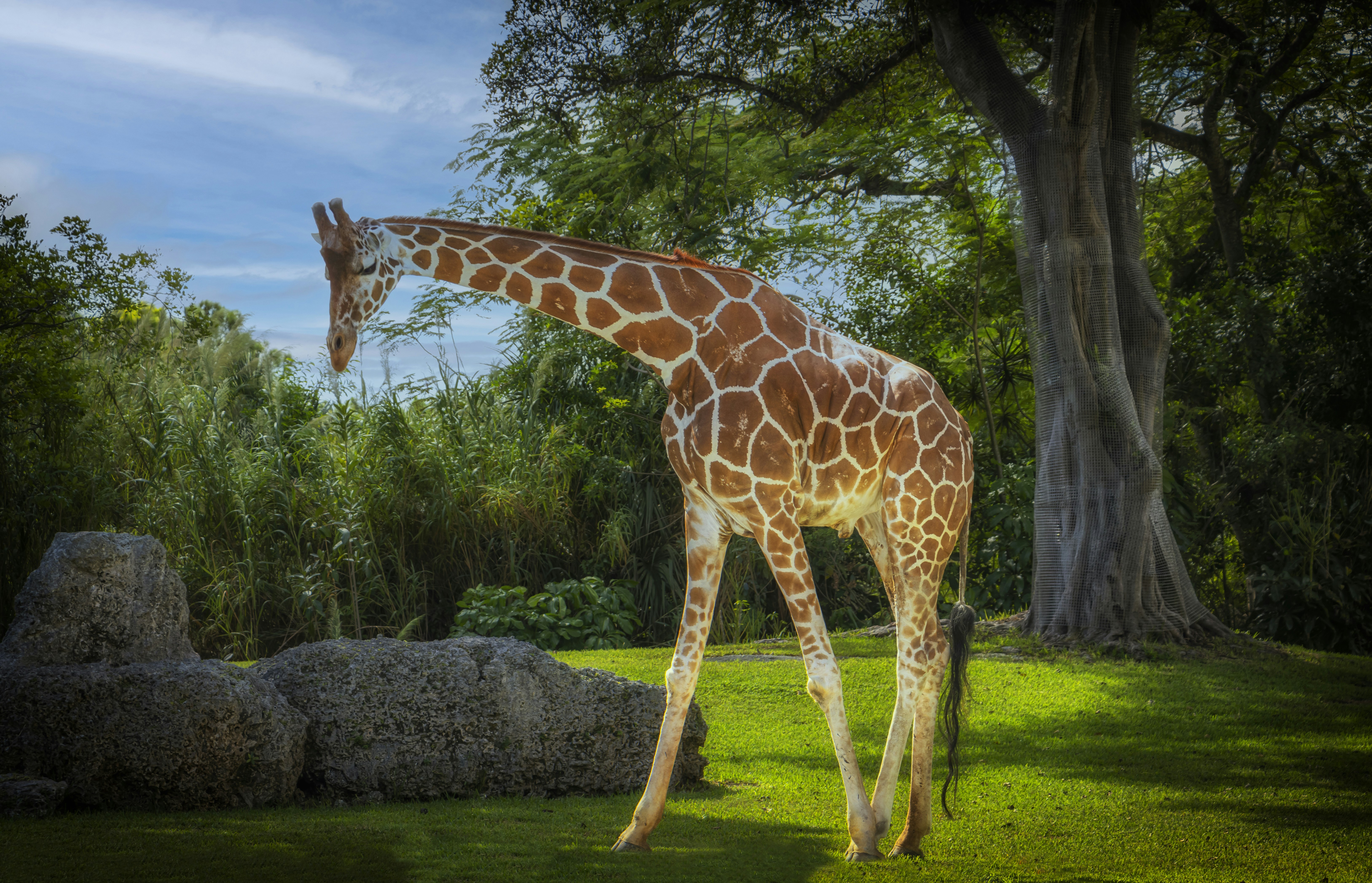 A giraffe walking in a zoo exhibit photo – Free Giraffe Image on Unsplash