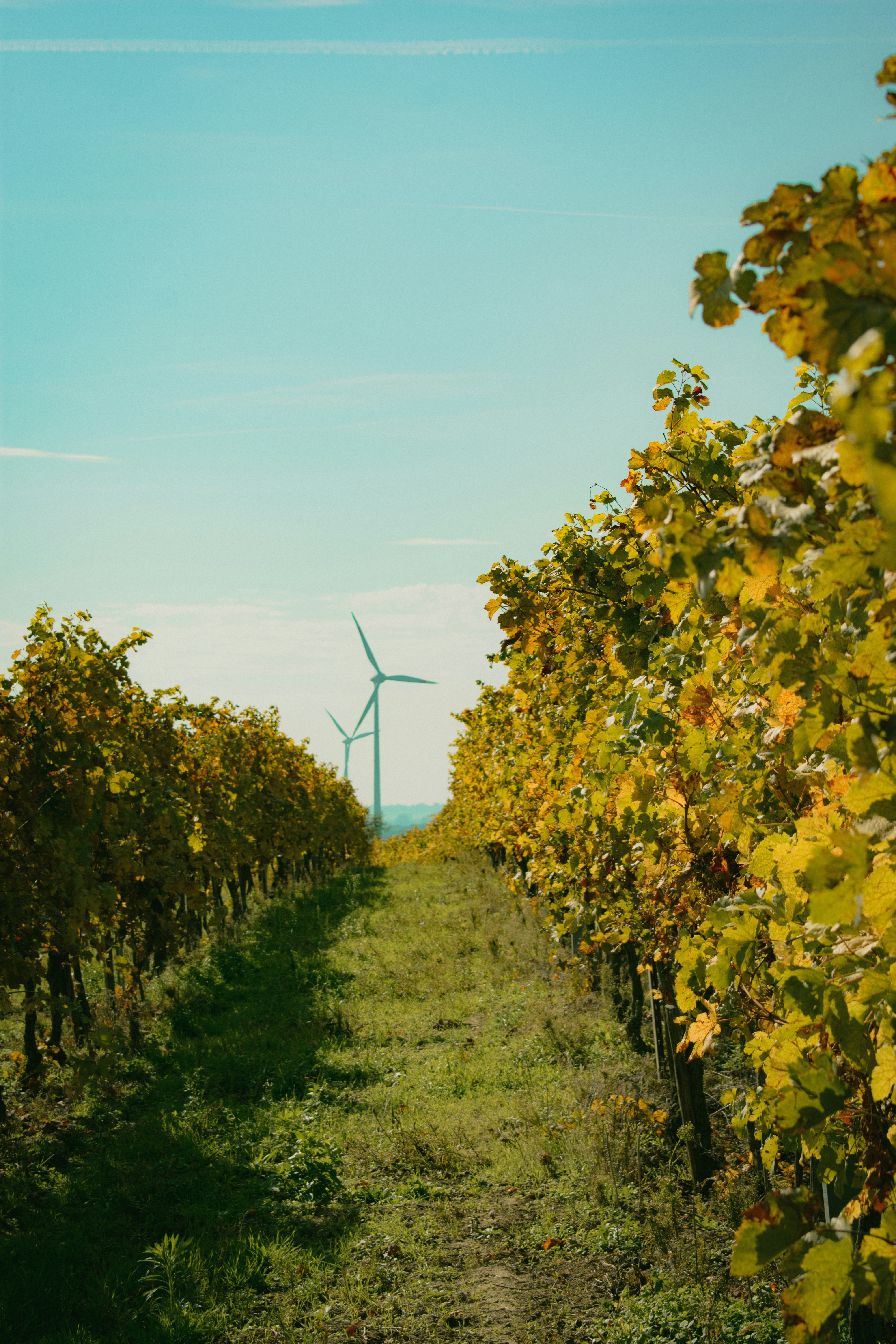 Row by Row: Vineyard Alleys Framing a Lone Wind Turbine